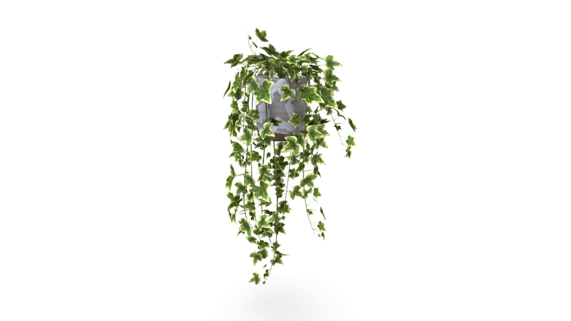 ivy - Download Free 3D model by heyyodd [b4b0419] - Sketchfab