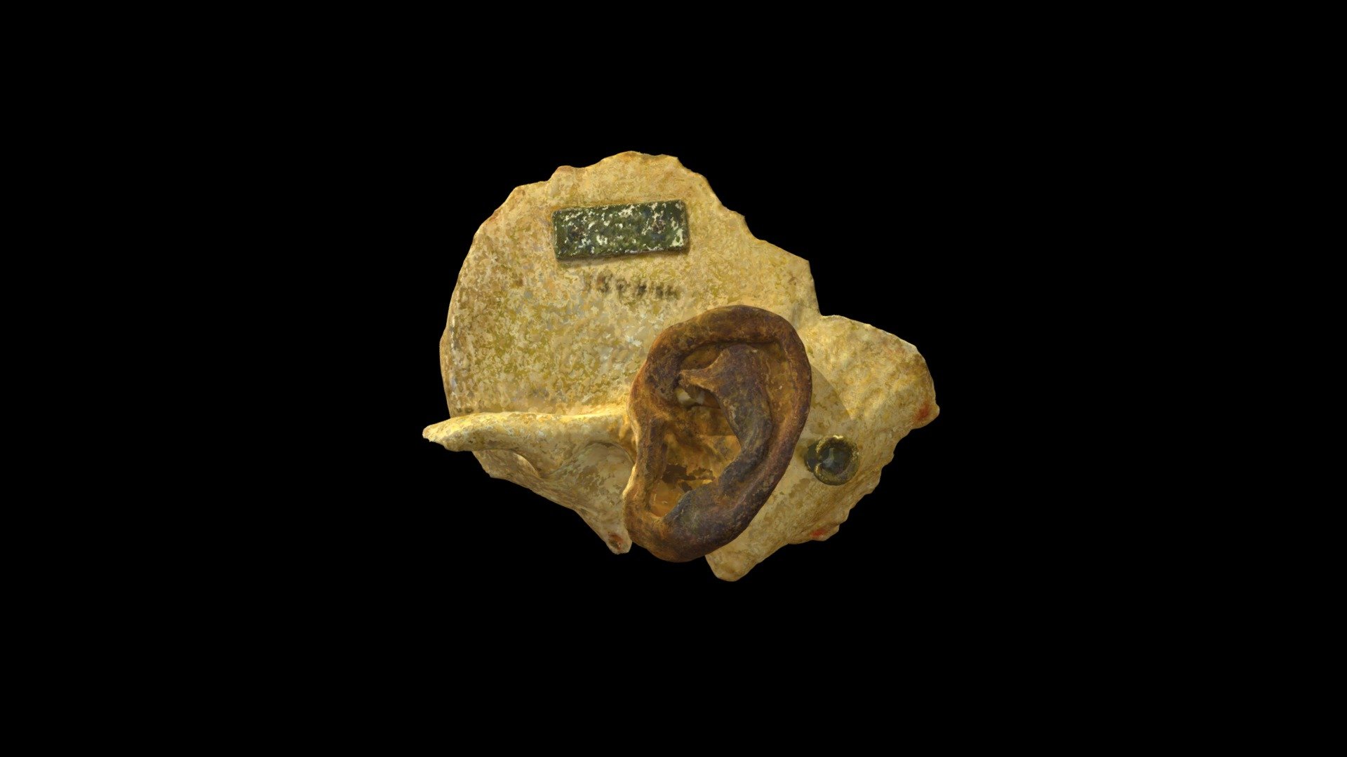 L. Temporal Bone with Ear (VCU_3D_3974) - 3D model by Virtual Curation ...