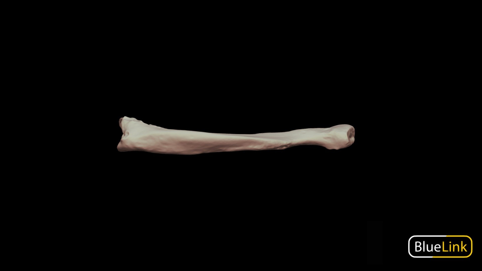 Clavicle - Left, Labeled - 3D model by Bluelink Anatomy ...