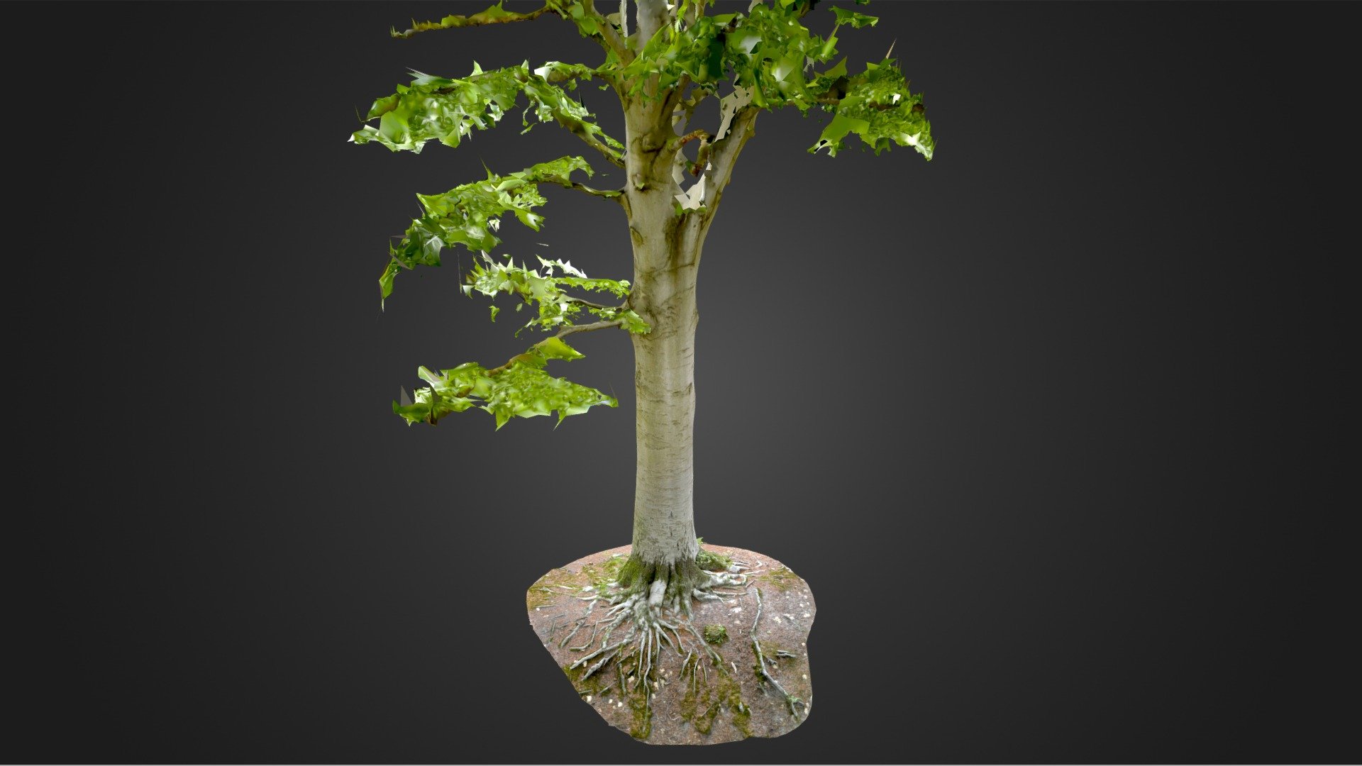 Massive Beech Tree Trunk With Engravings / Roots - Buy Royalty Free 3D model by Indy Sarlet ...
