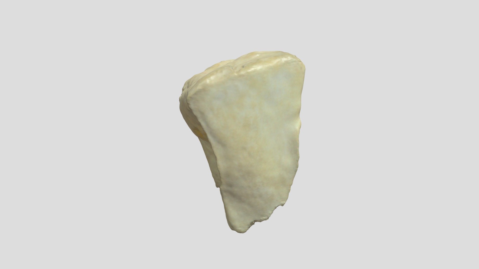 Os Cuneiforme Intermedium R Annotaties 3d Model By Universiteit