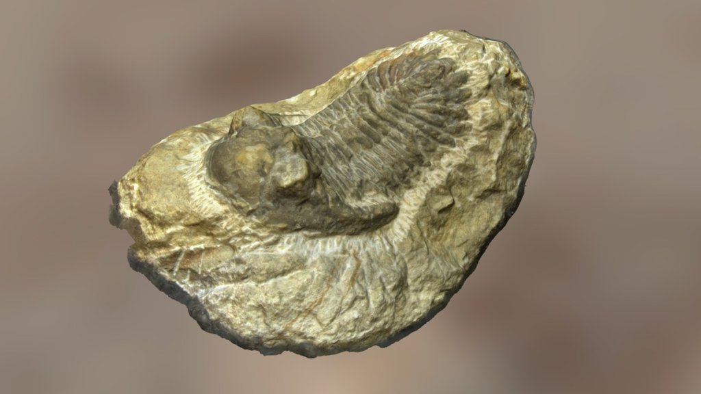 Trilobite Fossil - Download Free 3D model by Marissa Dudek ...