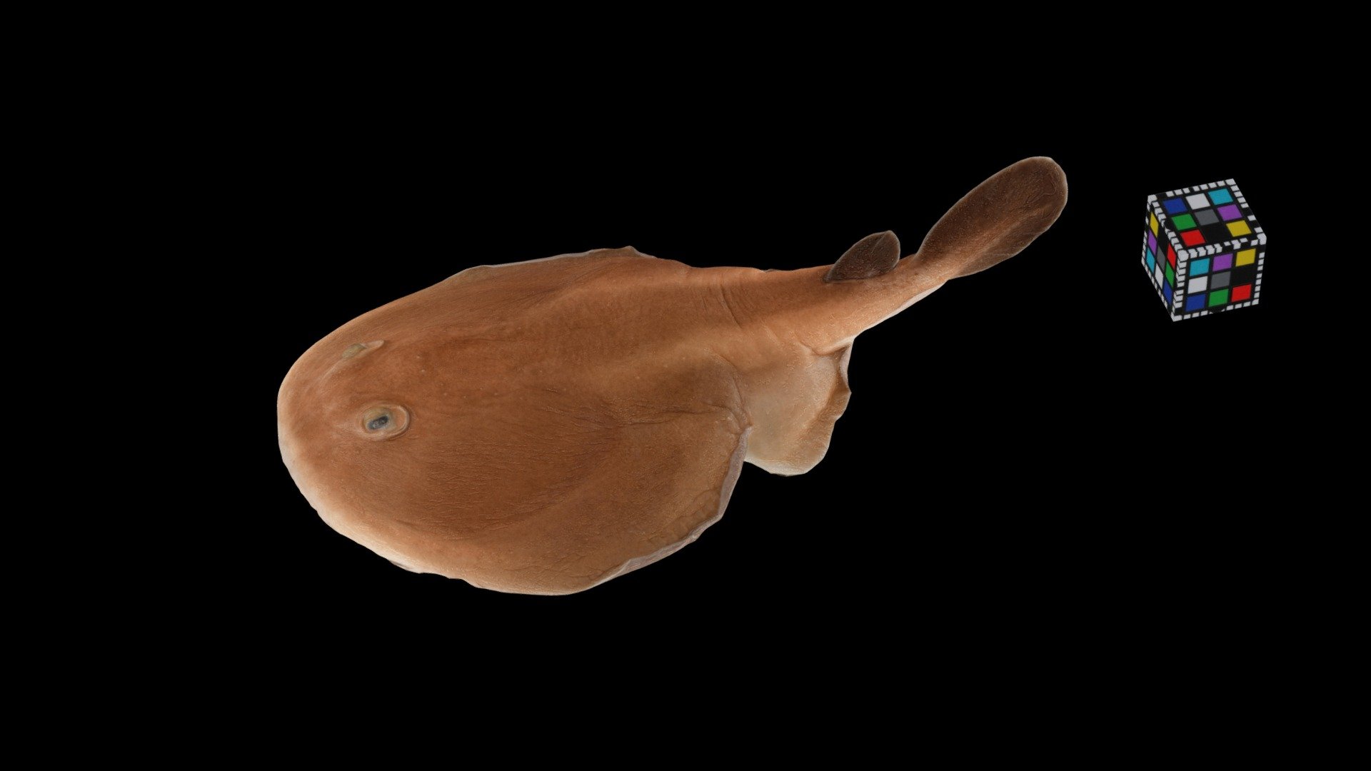 シビレエイ Juvenile Sleeper Ray, Narke japonica - Download Free 3D model by ...