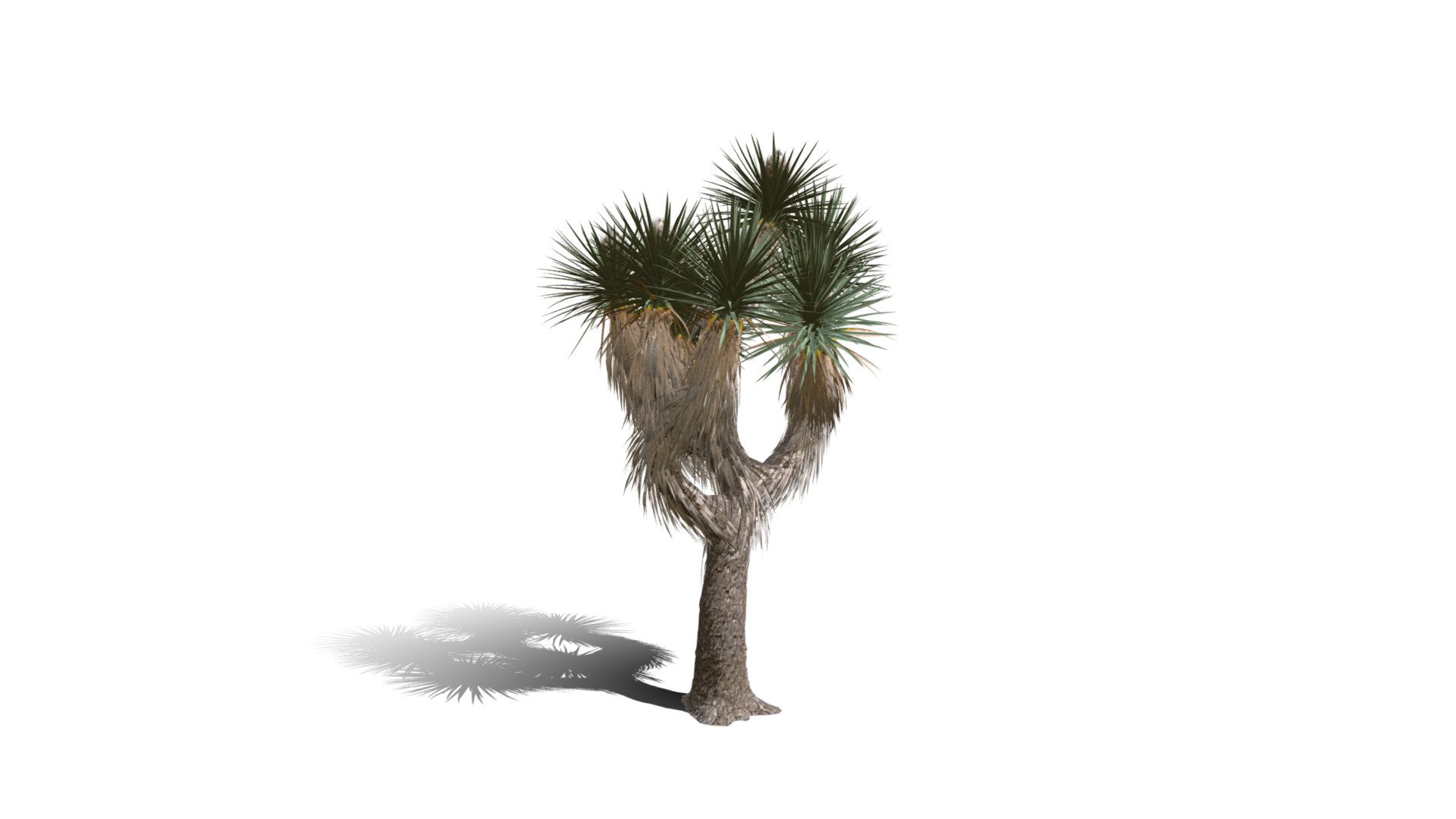 Realistic HD Joshua tree (13/30) - Download Free 3D model by ...