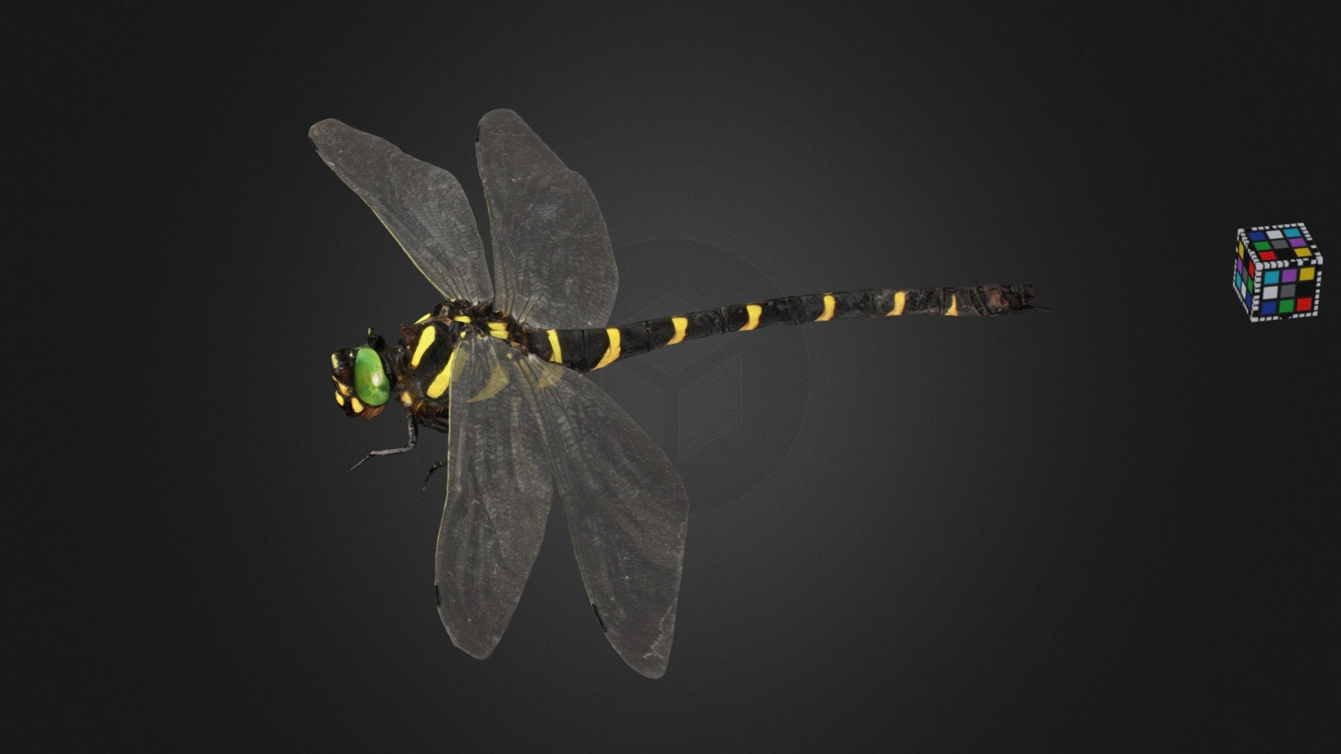 CC0 オニヤンマ ♀ Golden-ringed Dragonfly - Download Free 3D model by ffish ...