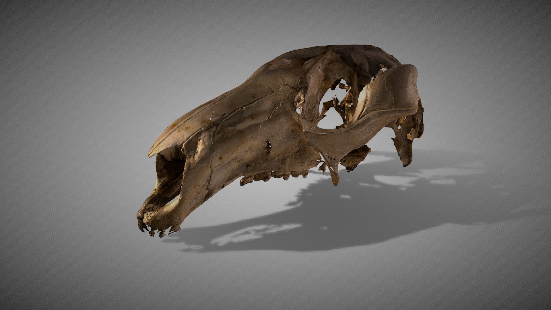 Bones - 3D model by Coffee or Tea Creative (@coffeeortea) [b4d338a ...