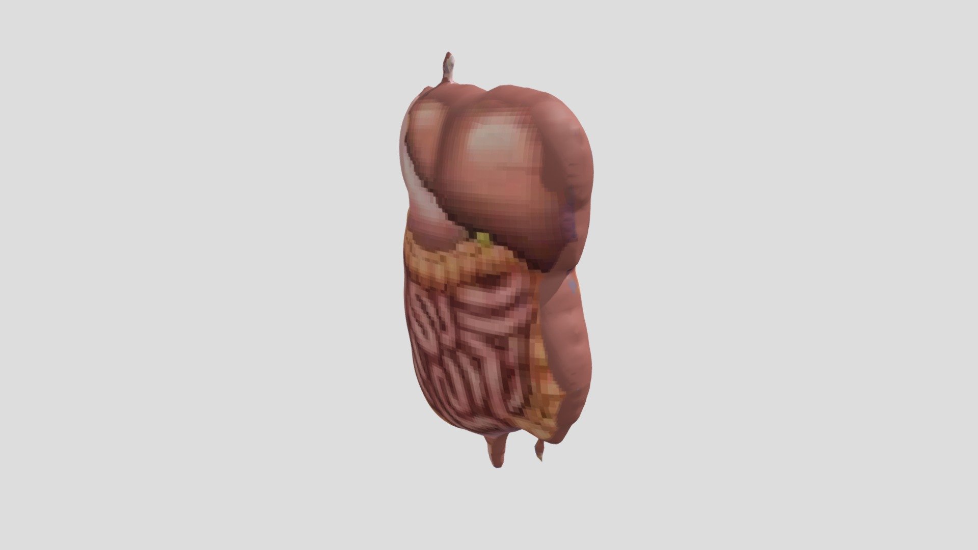 ORGAN - 3D model by erdinmuhamad7 [b4d575d] - Sketchfab