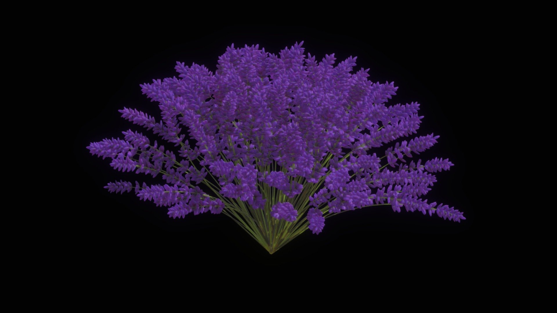 SM_lavendar_bush - 3D model by grgachs [b4d88b7] - Sketchfab