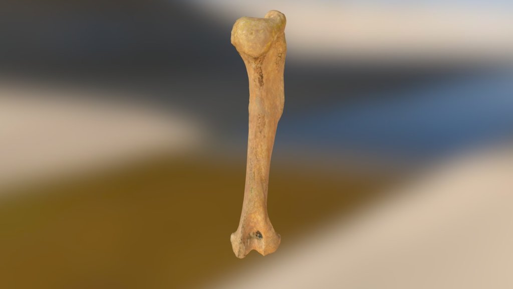 Dog Humerus, Right (VCU_3D_2344) - Download Free 3D model by Virtual ...