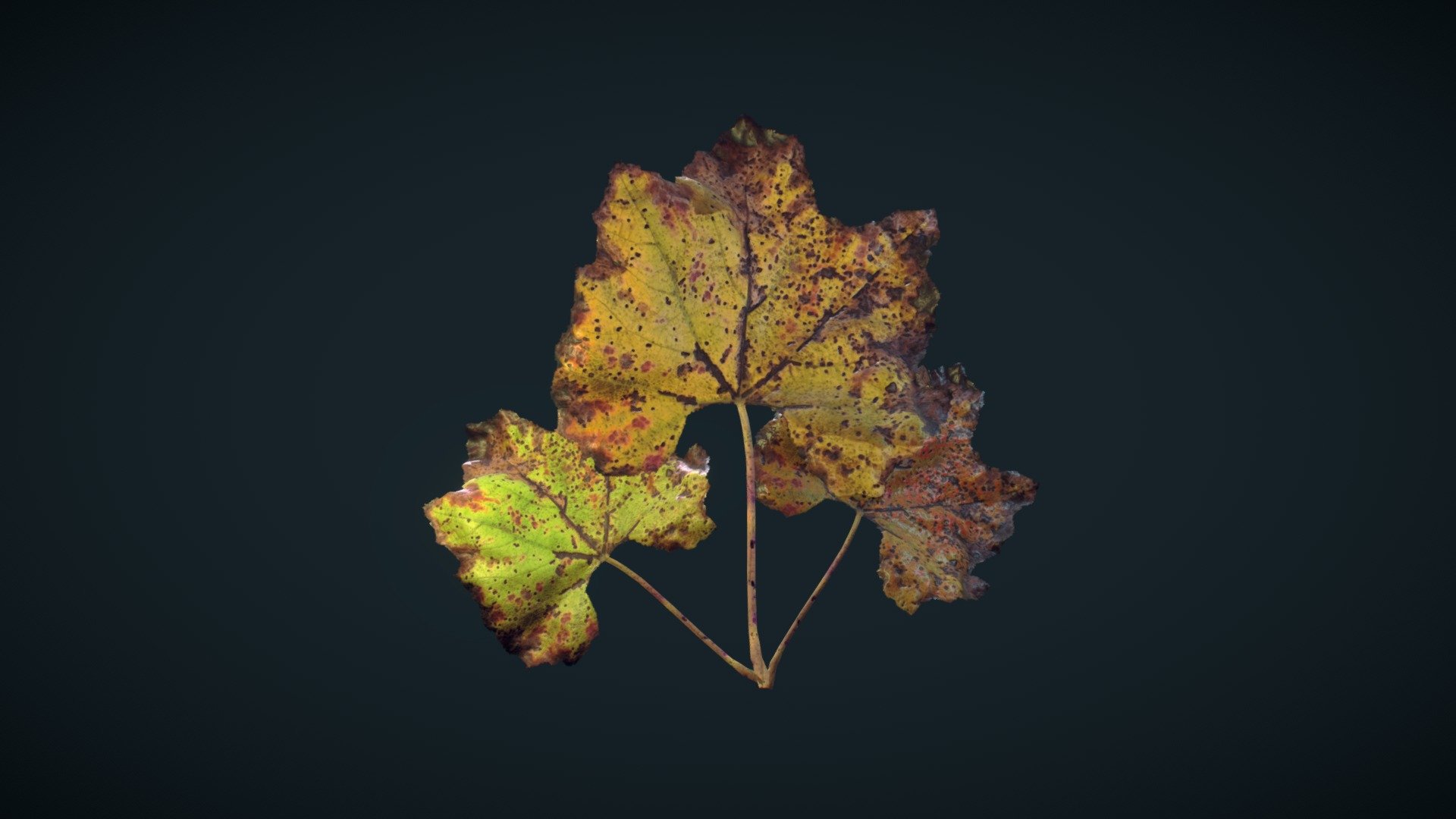 Leaf Scan - Buy Royalty Free 3D model by therendercode [b4de958 ...