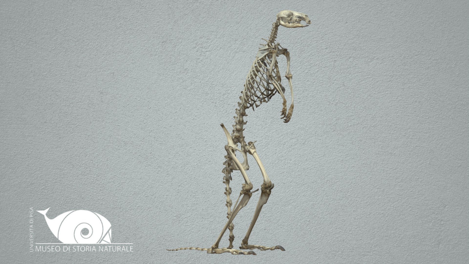 Red-necked wallaby - 3D model by Natural History Museum, University of ...