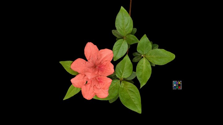 Azalea 3D models - Sketchfab