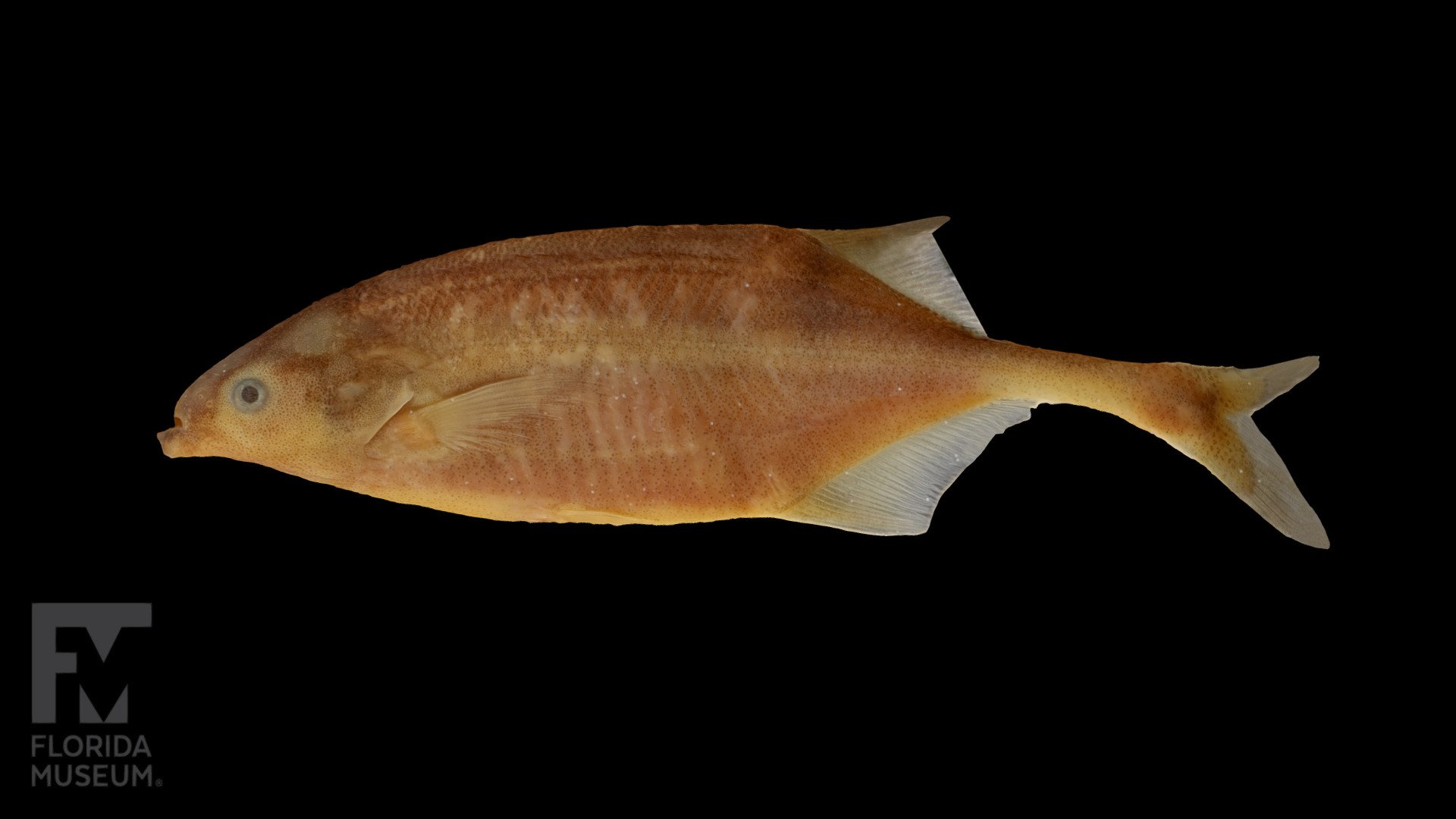 Elephant fish - 3D model by FloridaMuseum [b4ecc95] - Sketchfab