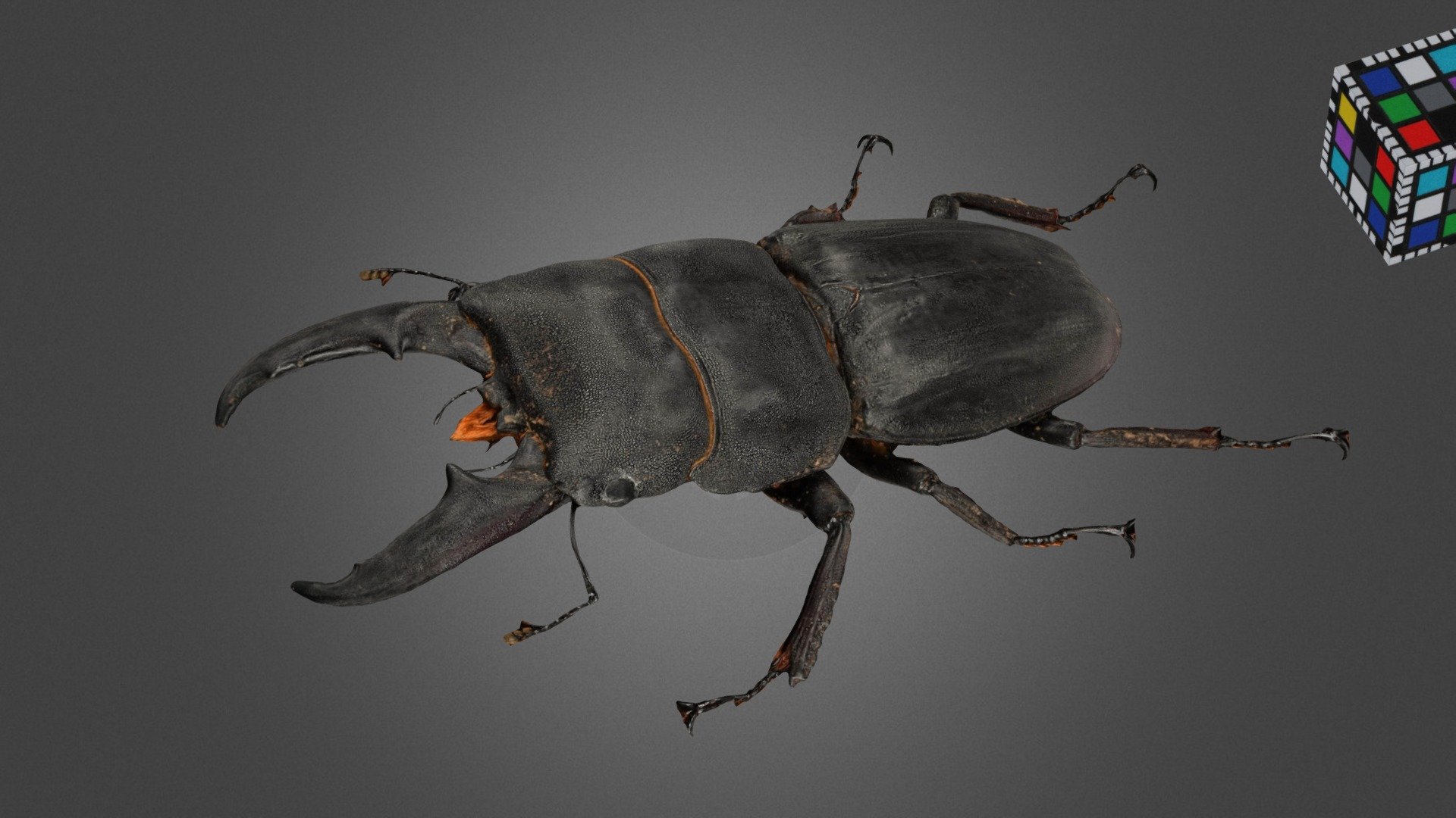 ヒラタクワガタ ♂L Hirata Stag Beetle, Dorcus titanus - Download Free 3D model ...