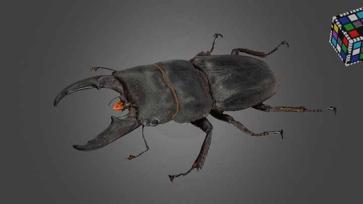 Insect 3D models - Sketchfab