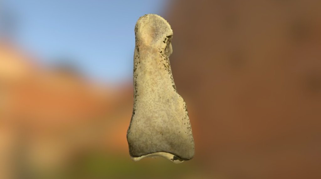 Deer Phalanx (VCU_3D_698) - Download Free 3D model by Virtual Curation ...