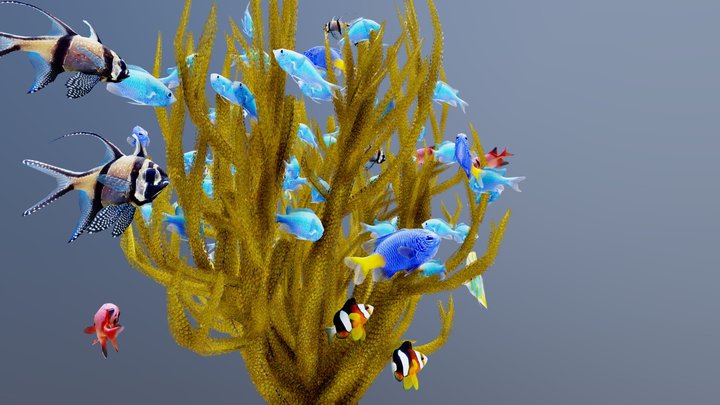 Reefs 3D models - Sketchfab