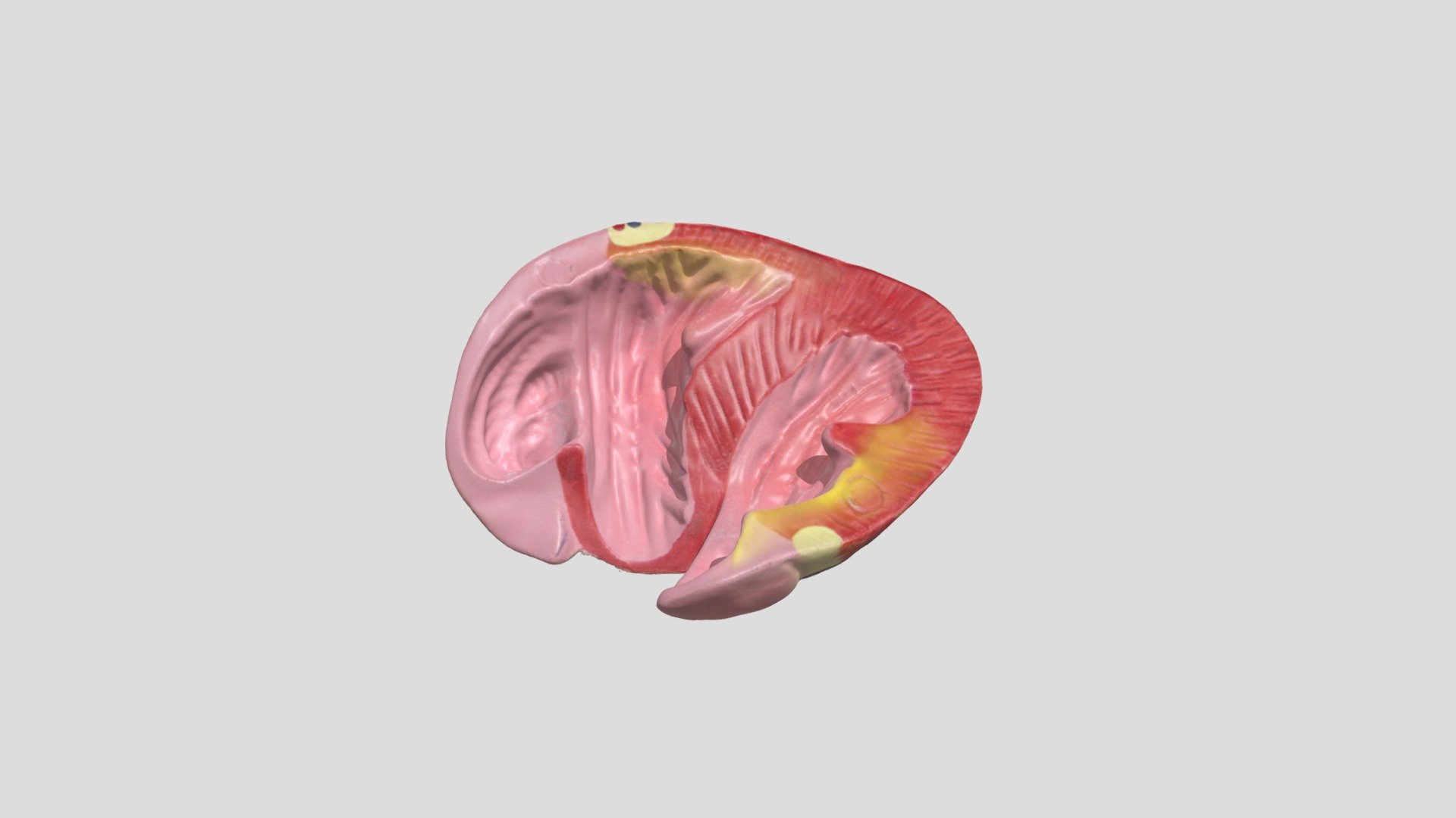 Dog Heart H1 - 3D model by Veterinary Medicine, Kasetsart University ...