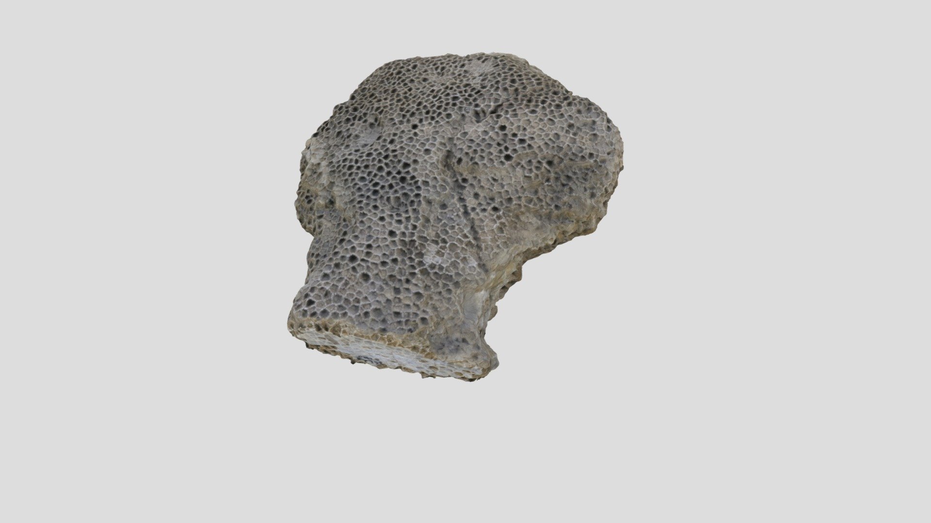 fossil sample 304 - Download Free 3D model by UTSC DPES (@Daxberger ...