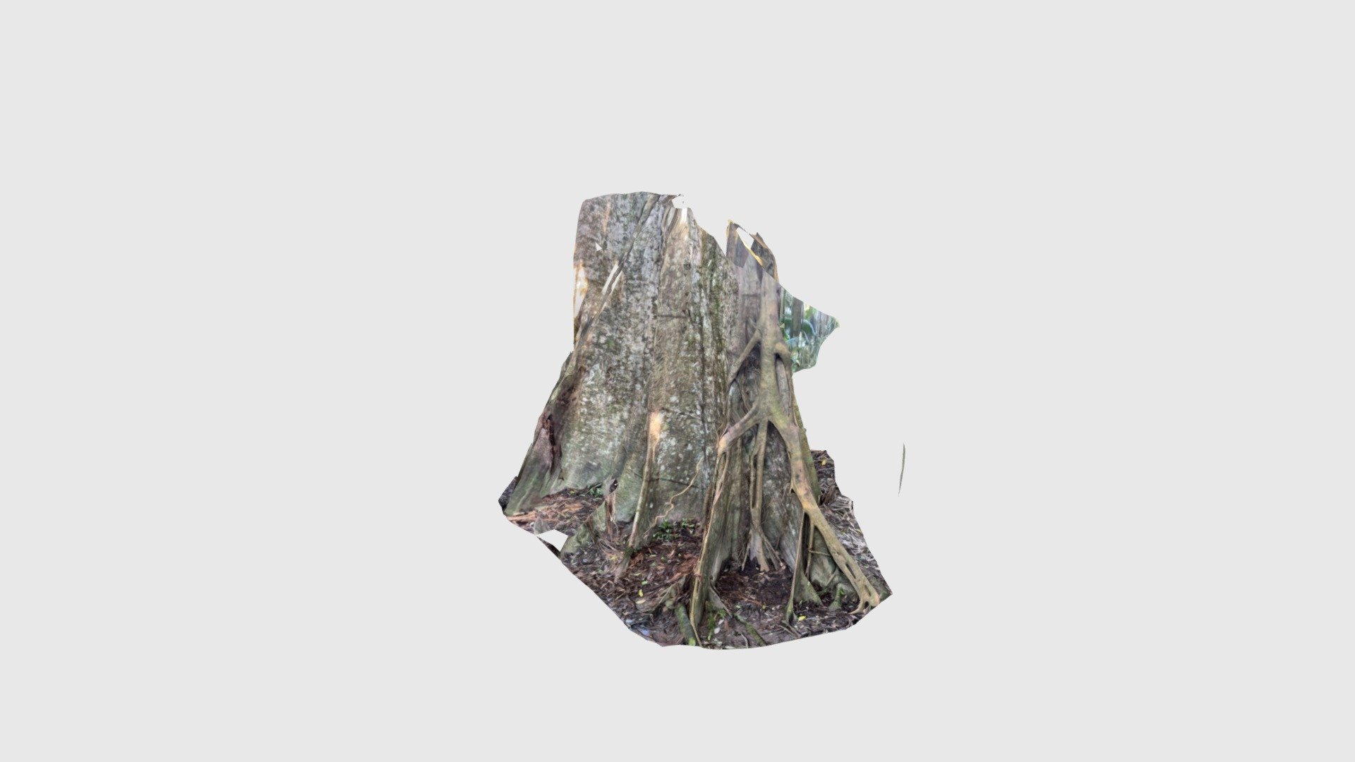 Strangler fig protesters falls - Download Free 3D model by Luke Jeffrey ...