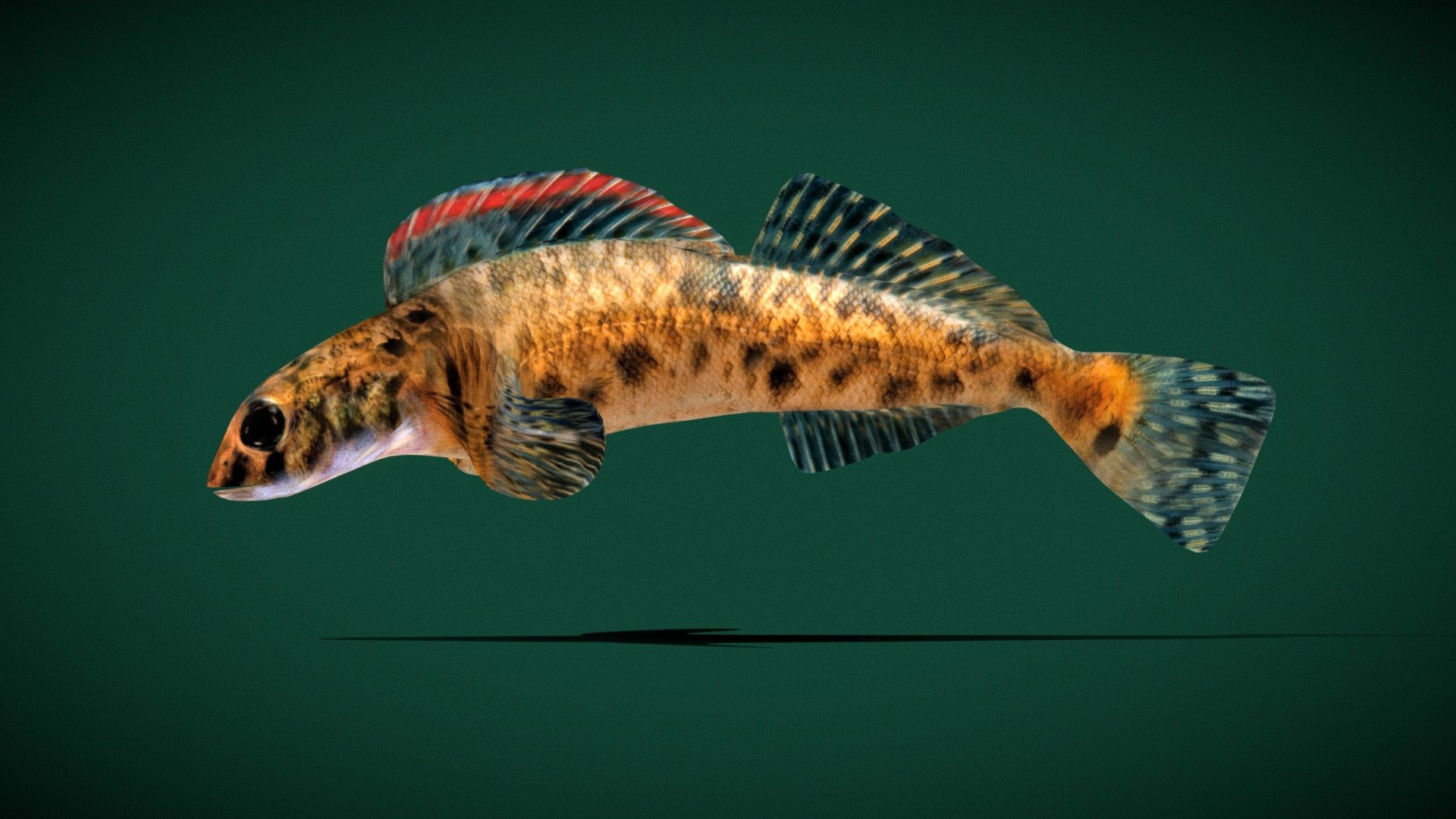 Roanoke logperch Fish (Endangered) - Buy Royalty Free 3D model by ...
