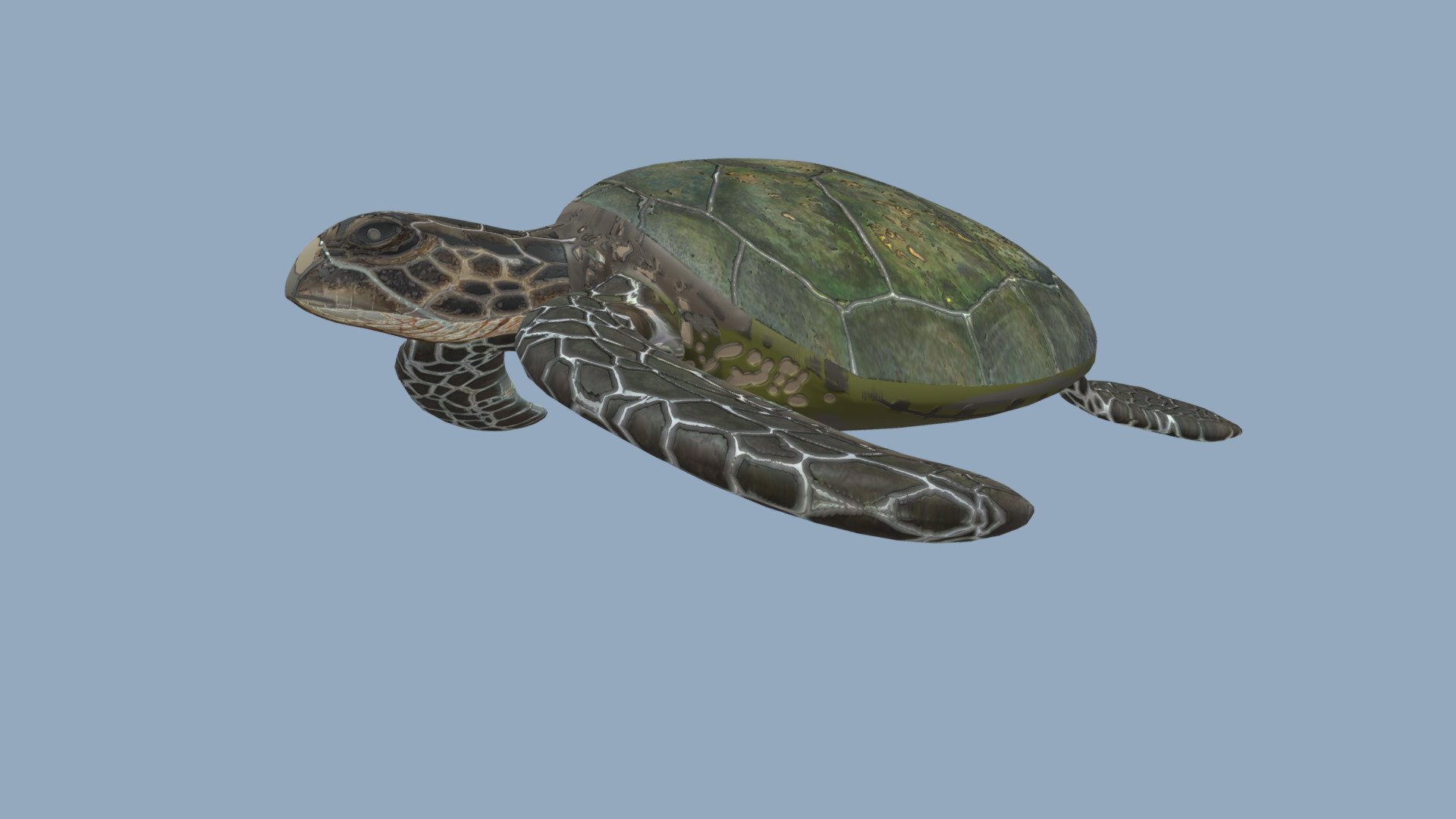 Sea Turtle - Download Free 3D model by Antonio Rossini (@Rox3d ...