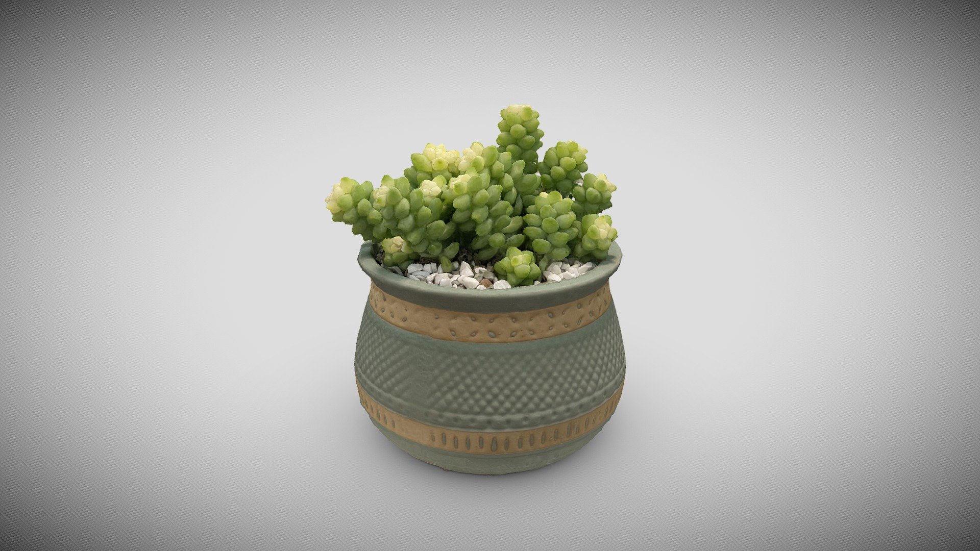 succulent plants2 - 3D model by Wiga [b514116] - Sketchfab