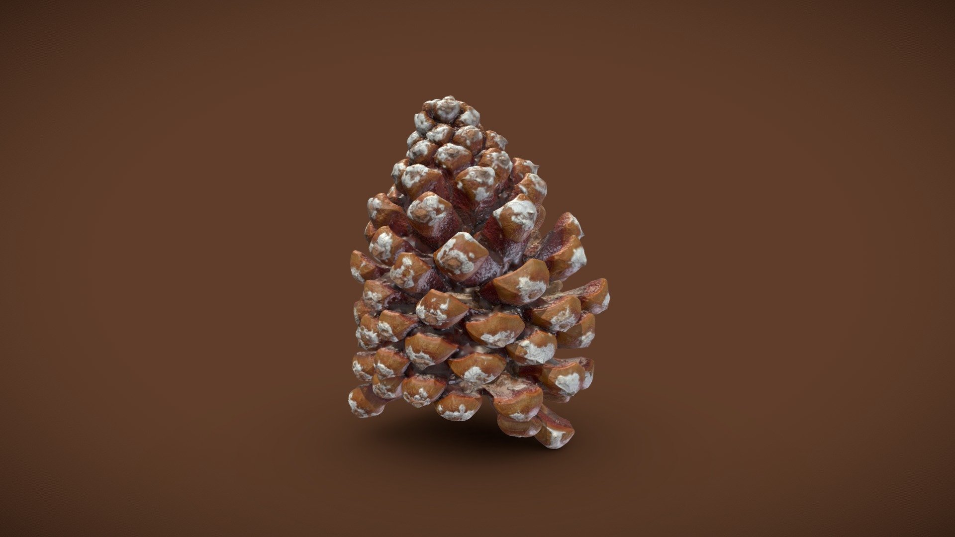 Pine_Cone_A - 3D model by Hypercube (@Hypercube3dscan) [b51610d ...