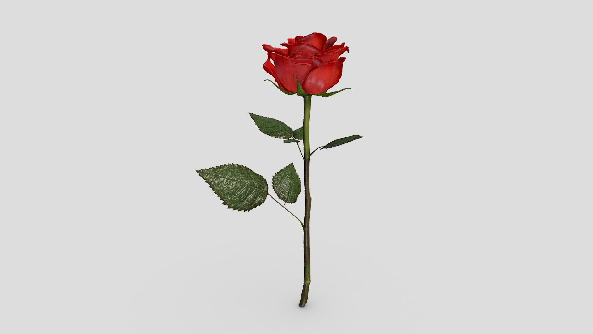 Single Red Rose - Buy Royalty Free 3D model by CyberFox 3D Studio ...