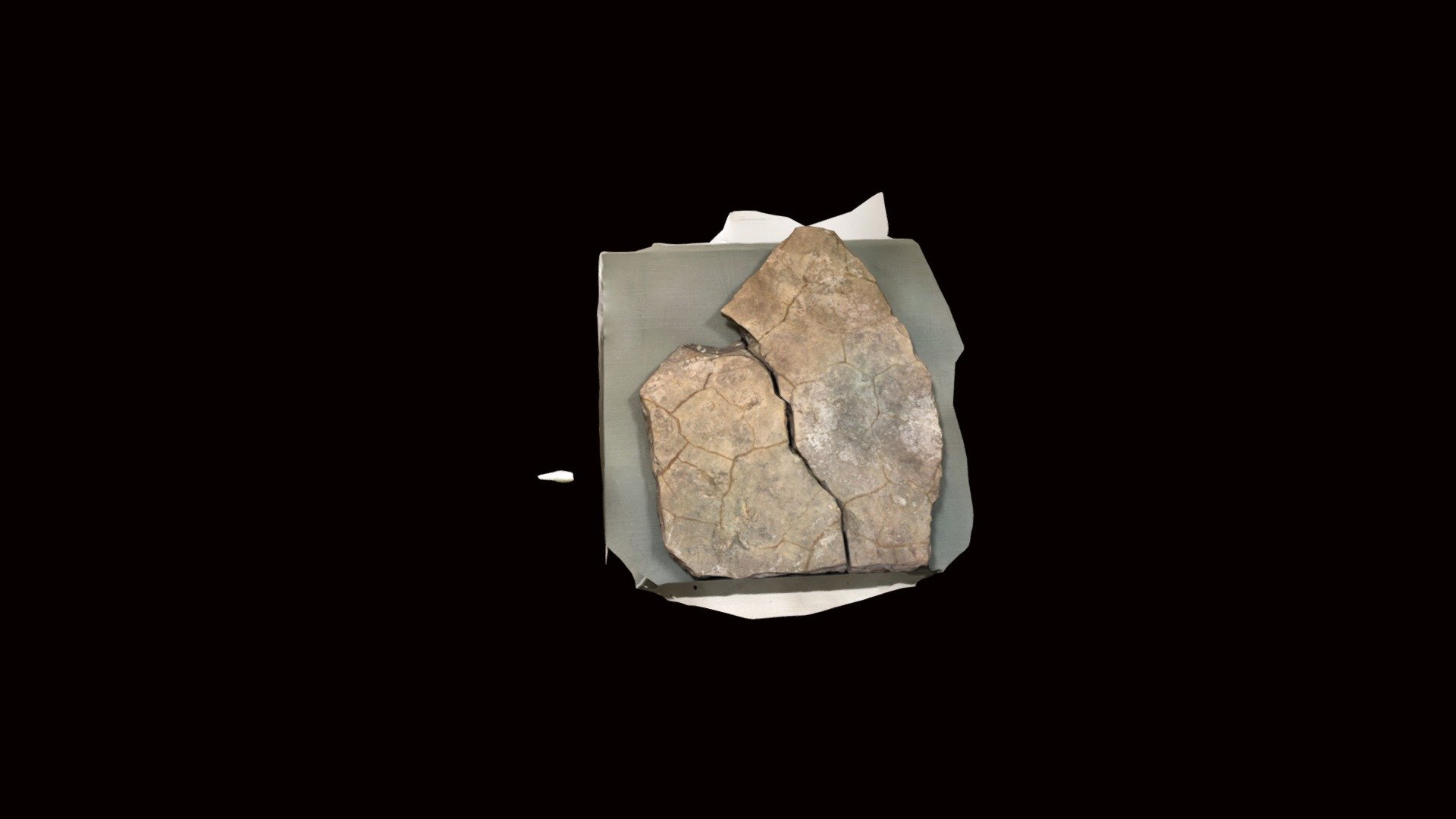Dinosaur tracks (VCU_3D_8303) - 3D model by Virtual Curation Lab ...