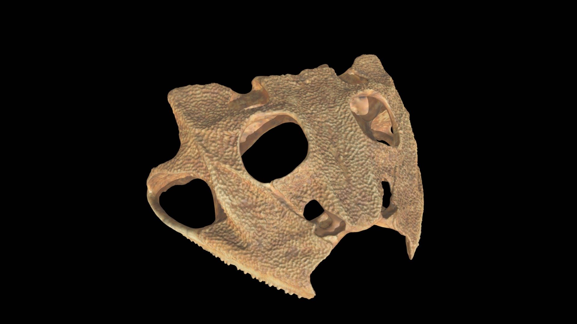 Horned Frog - 3D model by nhmdenmark [b5174cd] - Sketchfab