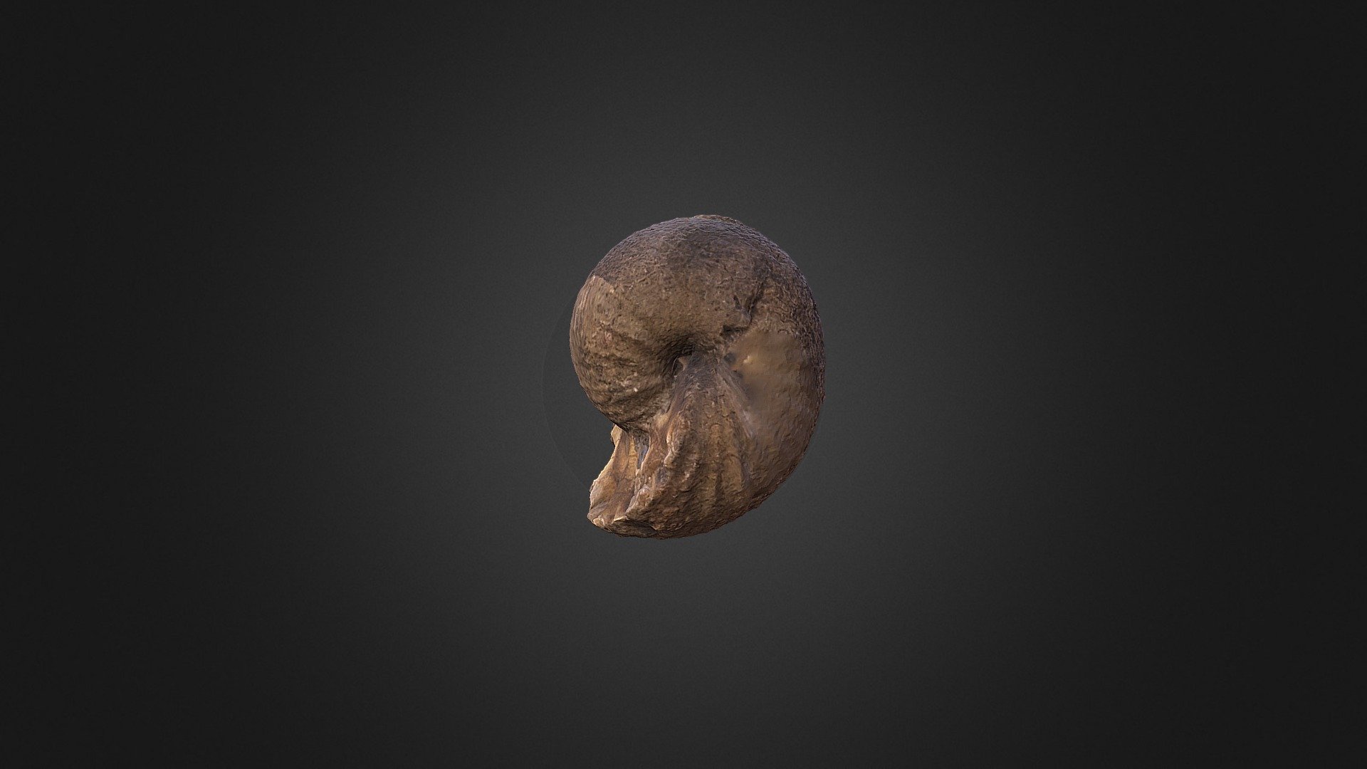 Clioscaphites montanensis - Buy Royalty Free 3D model by Shellie ...