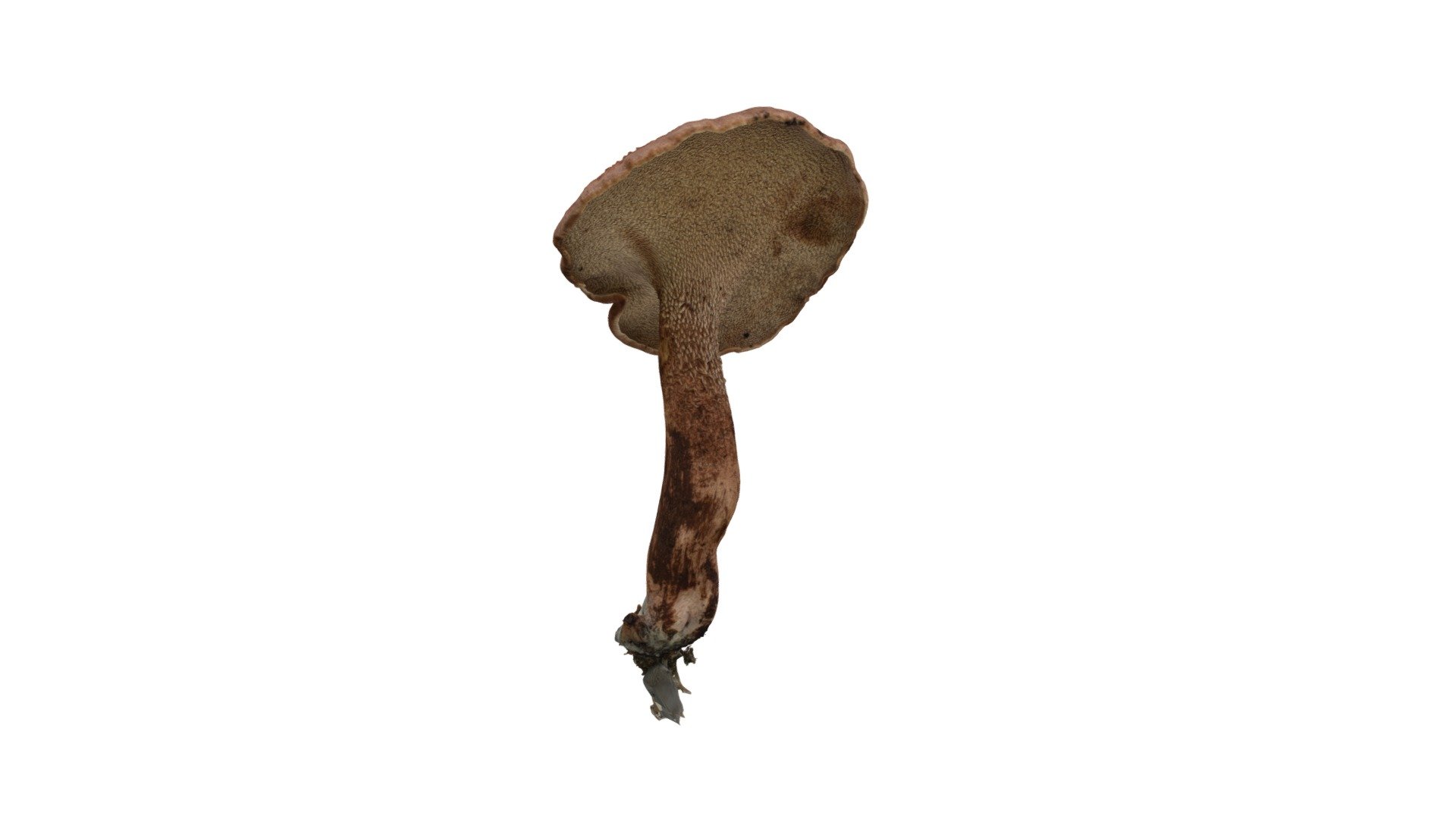 Sarcodon scabrosum - 3D model by Trichitect [b521af7] - Sketchfab