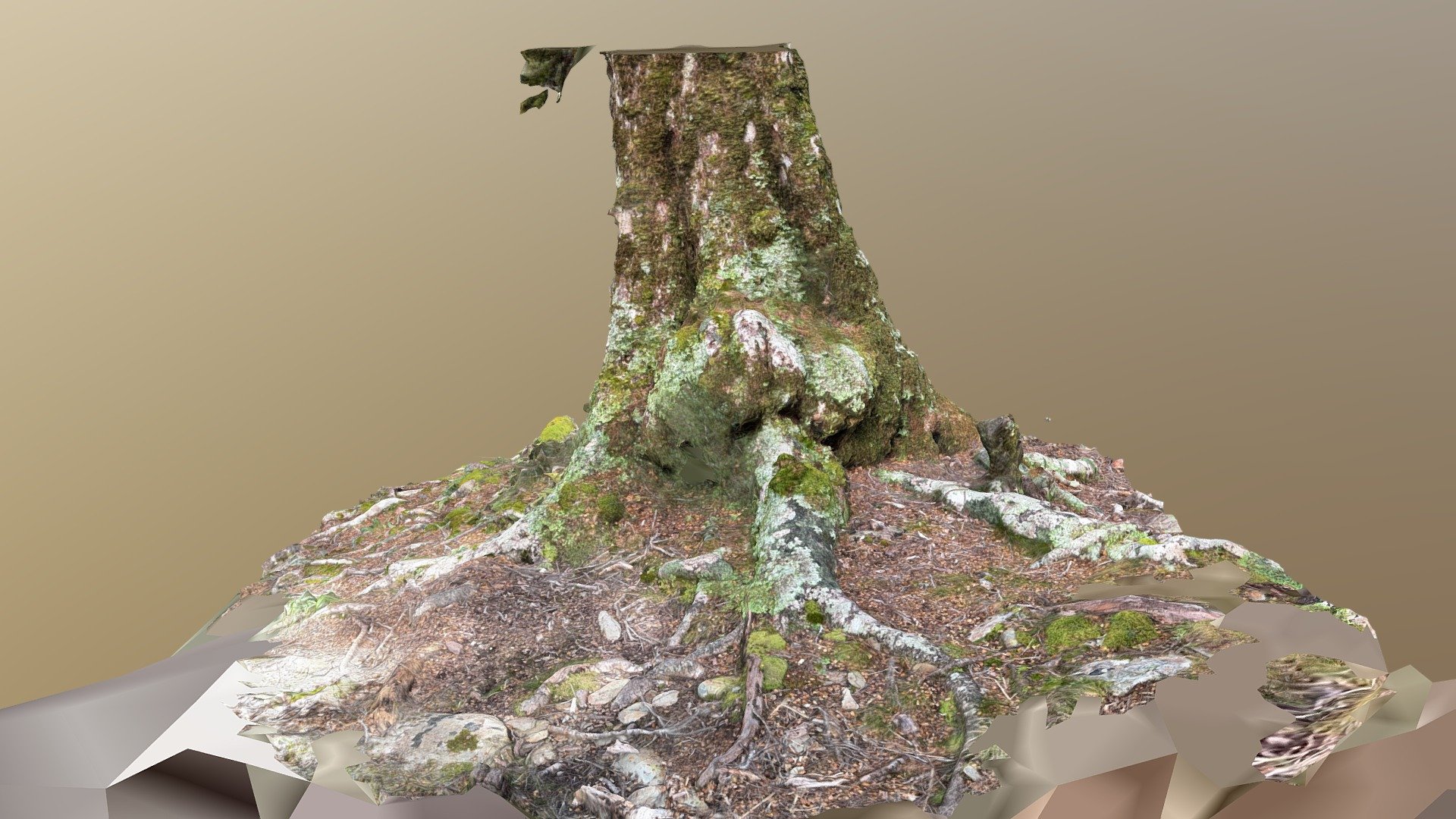 Forest - Tree Trunk - 3D model by guigus60 [b525850] - Sketchfab