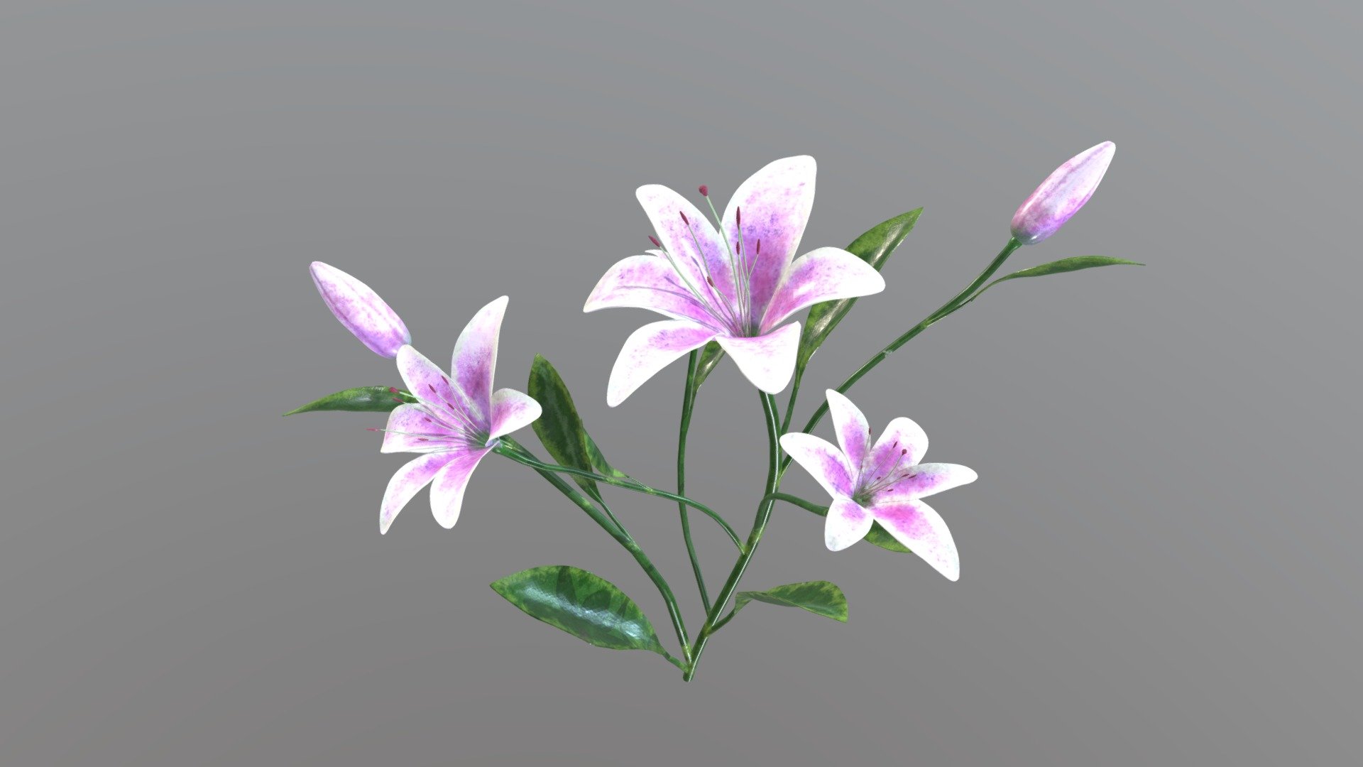 Purple lilies - Download Free 3D model by Chenchanchong [b52ab25 ...