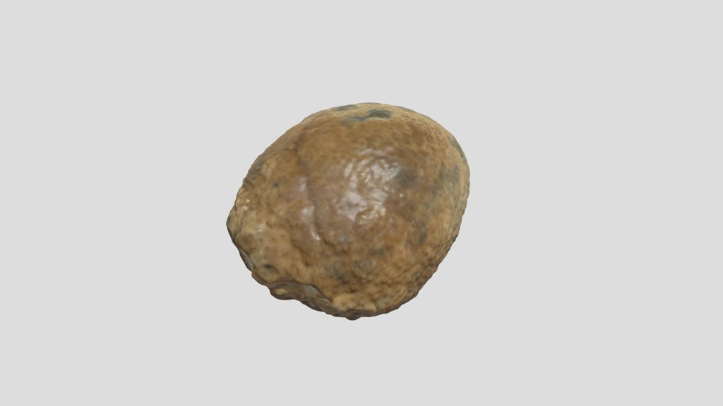 Fossil - A 3D model collection by Natural History Collections ...