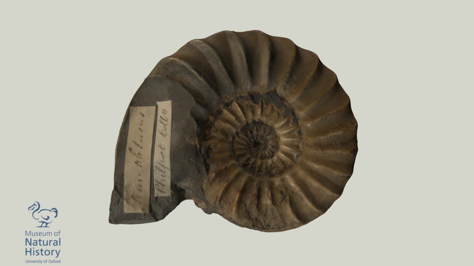 Obtuse star ammonite - 3D model by Oxford University Museum of Natural ...