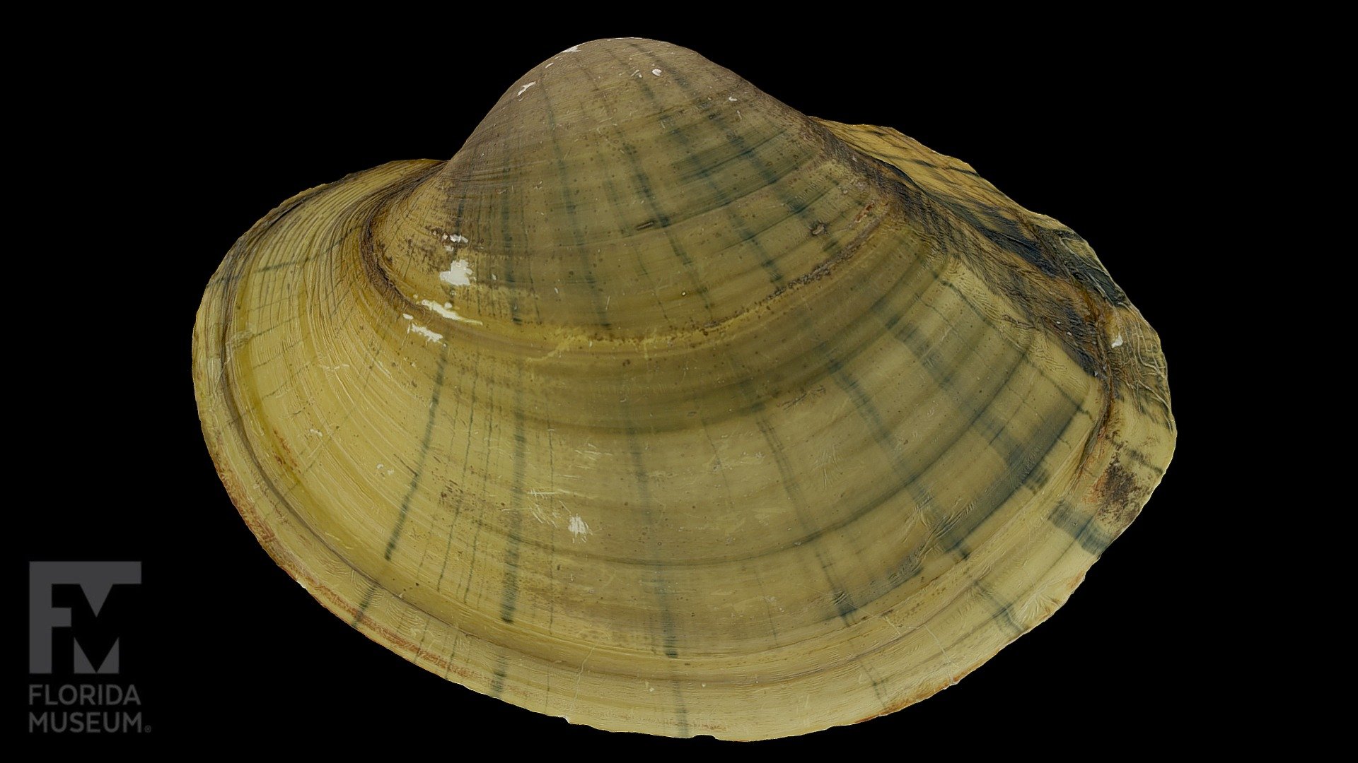 Southern pocketbook - Freshwater Mussel - 3D model by FloridaMuseum ...