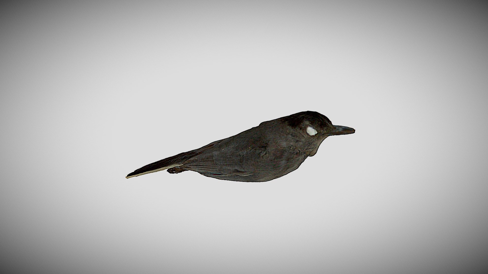 Bird 1 (laser scanned) - Download Free 3D model by Boston College ...