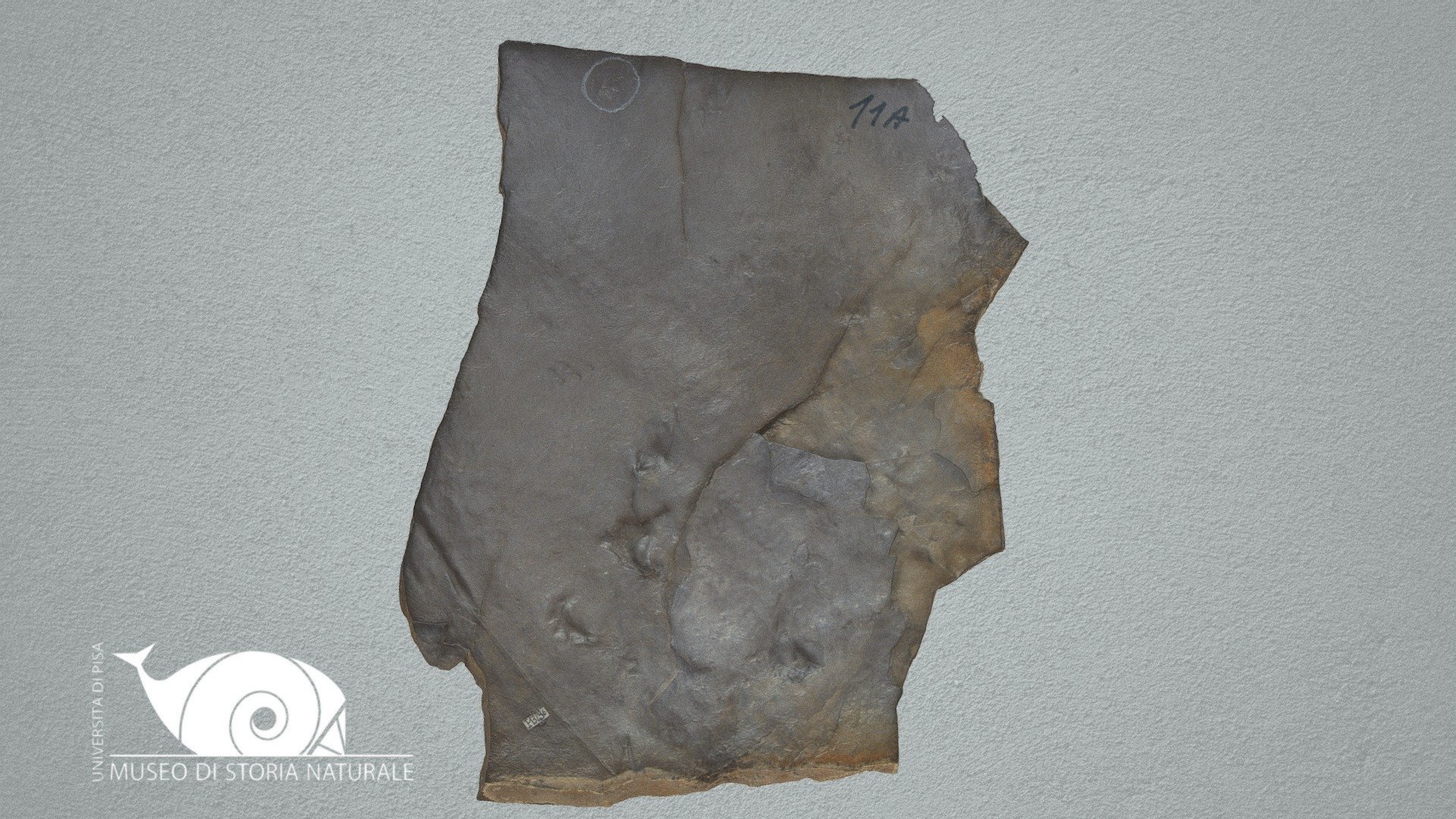 Rhynchosauroides cf. palmatus (fossil footprint) - 3D model by Natural ...
