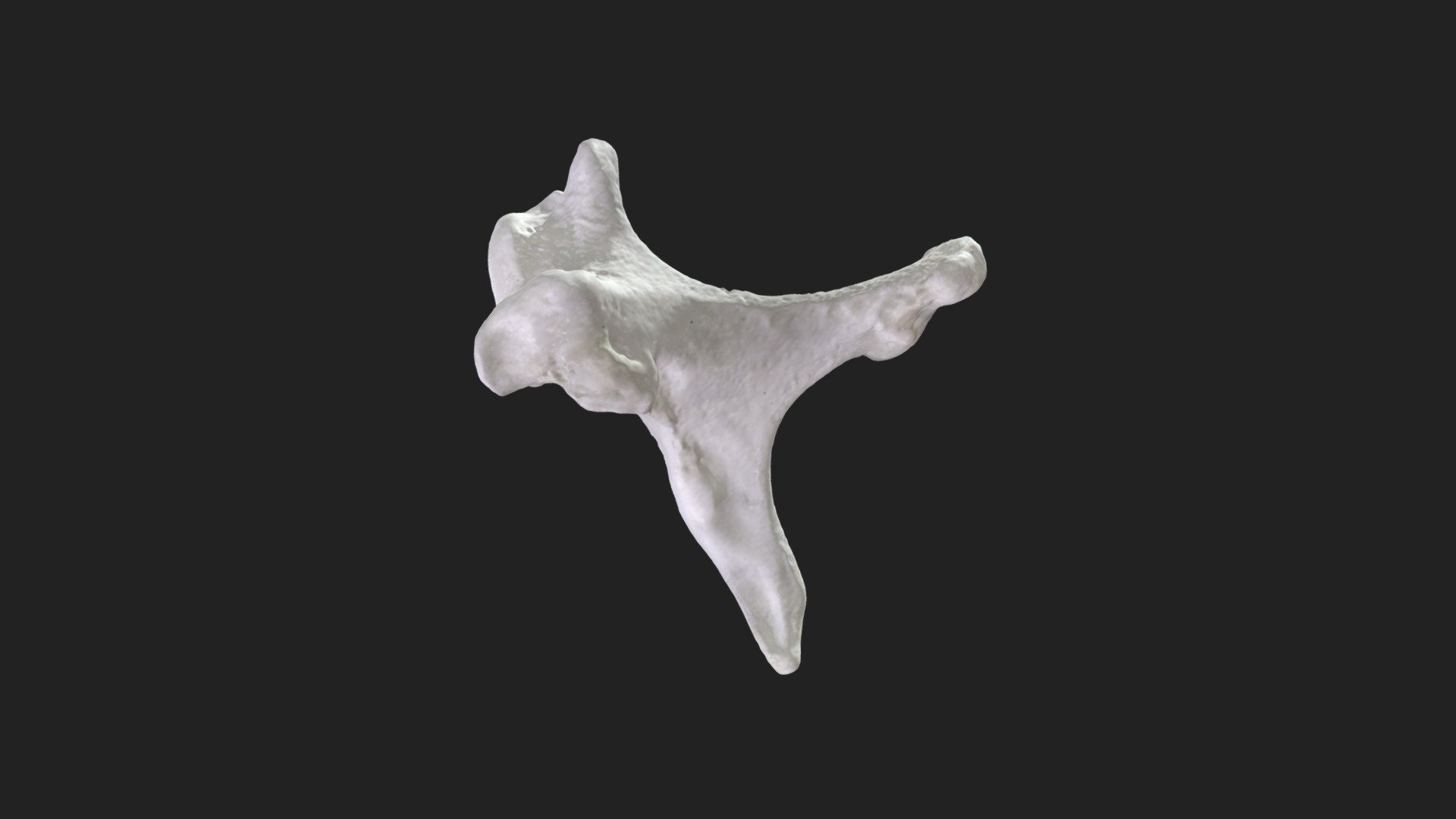 os quadratum chicken - 3D model by vetanatMunich [b54db40] - Sketchfab