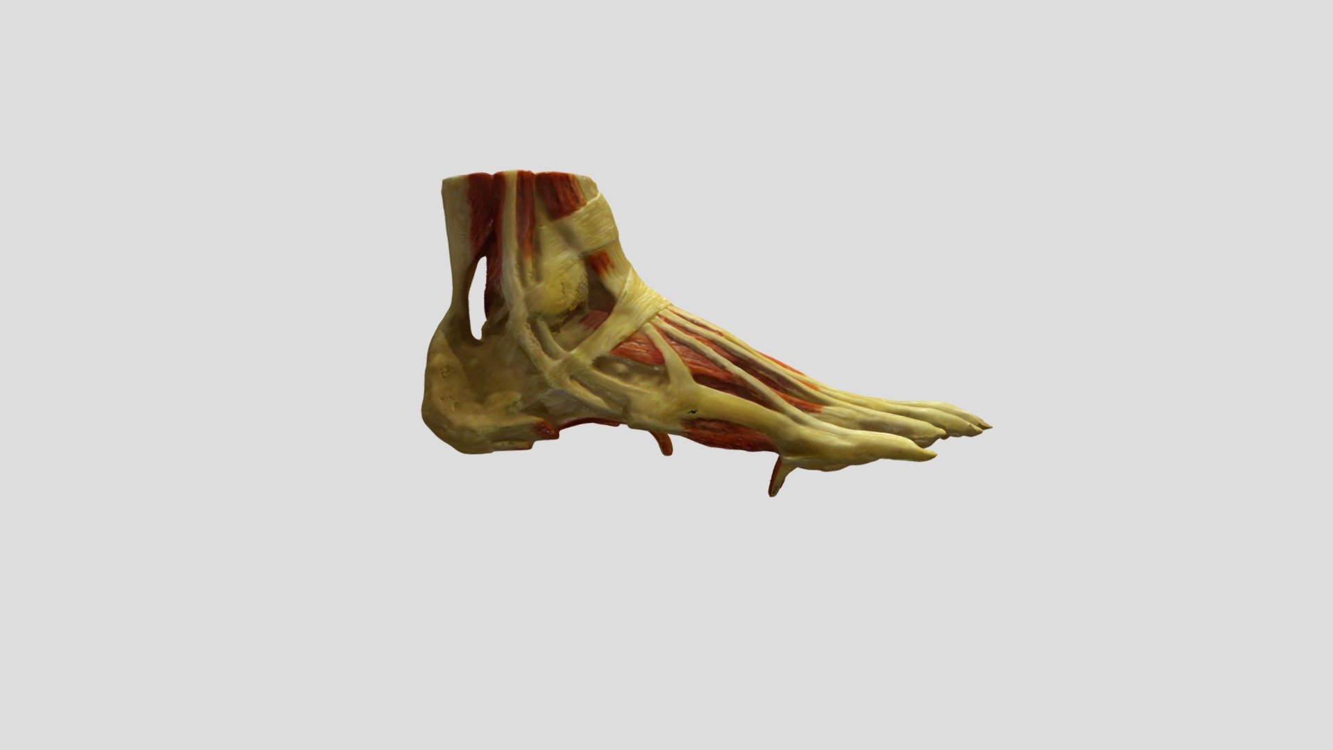 Human Foot Anatomy - Detailed Color 3D Scan - 3D model by LivingLab ...