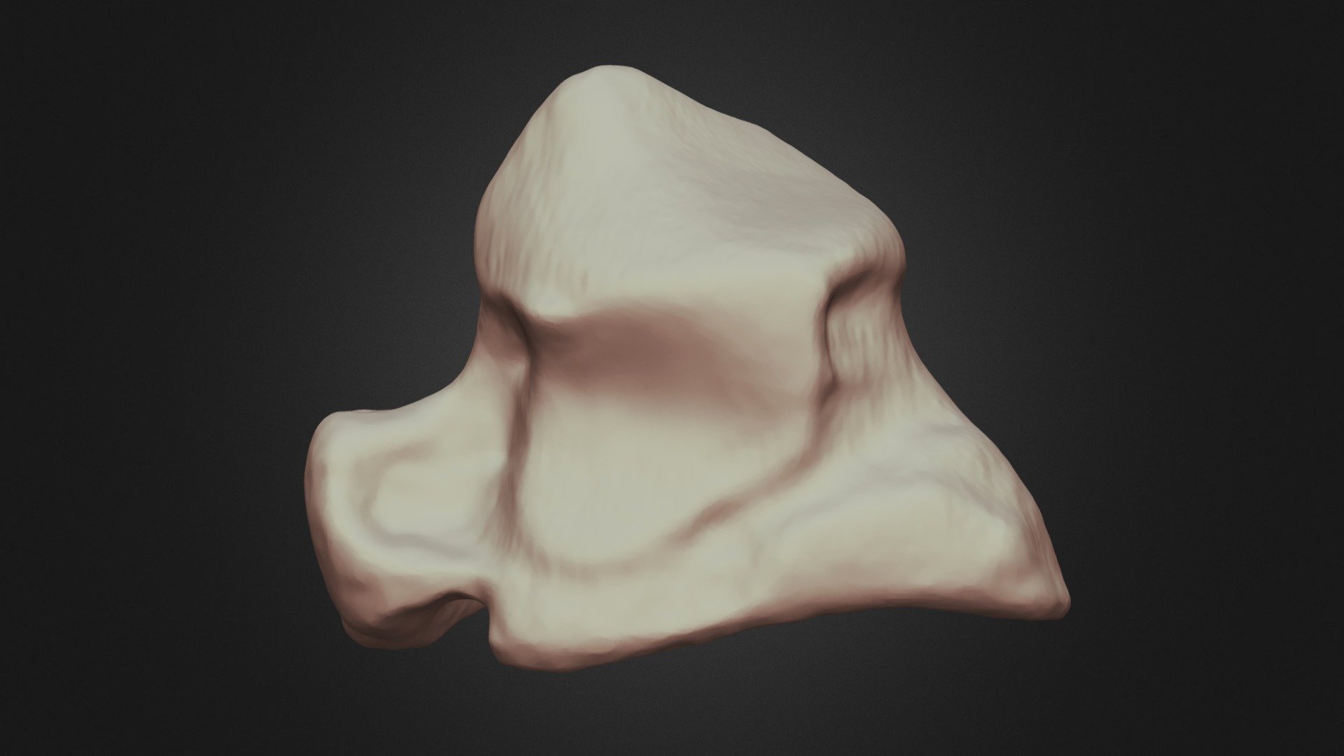 Ursus americanus Left Cuboid - 3D model by Lakehead Anthropology ...