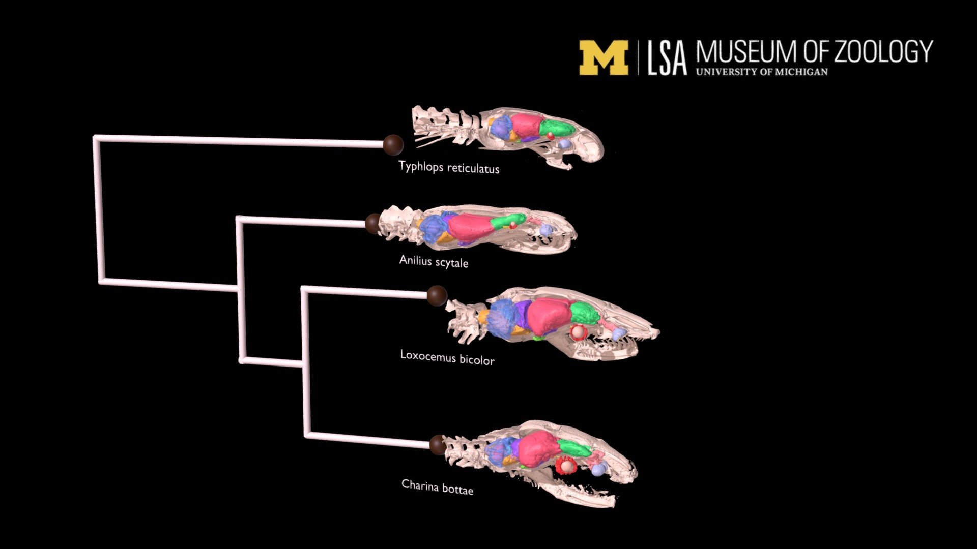Fossorial snake phylogeny - 3D model by Michigan Herpetology (UMMZ ...