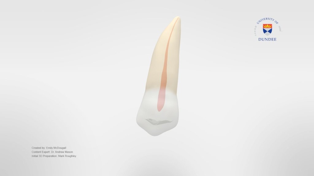 Maxillary Second Premolar - Endodontic - 3D model by University of ...