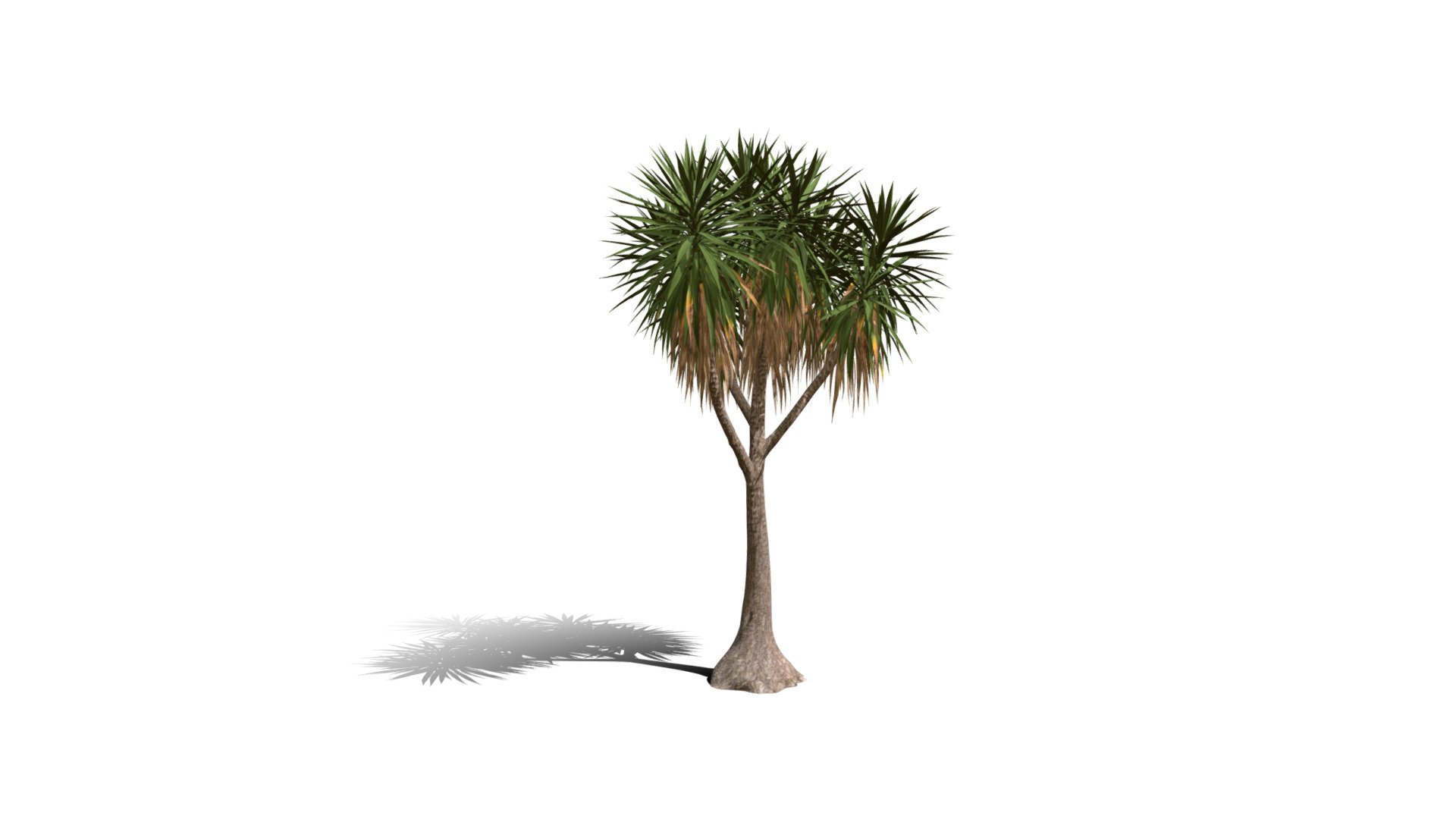 Realistic HD Spineless yucca (23/30) - Download Free 3D model by ...