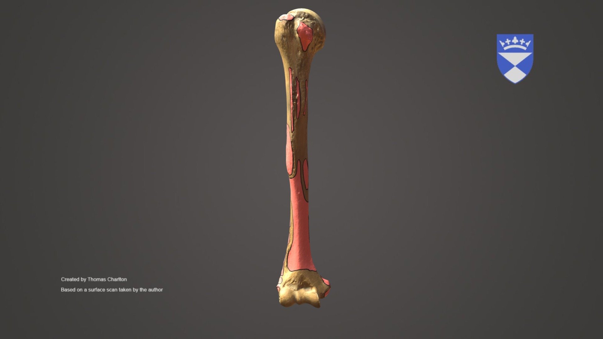 Humerus with muscle markings - 3D model by University of Dundee, CAHID ...