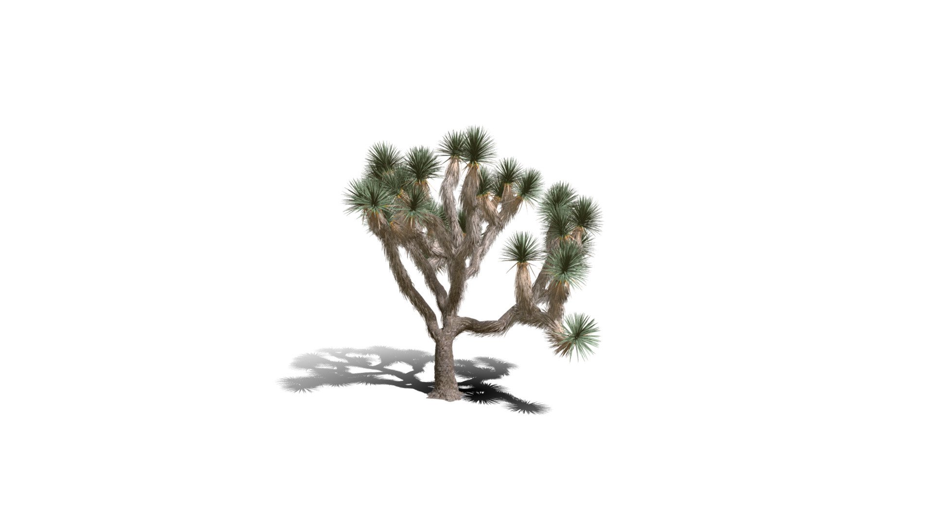 Realistic HD Joshua tree (30/30) - Download Free 3D model by ...