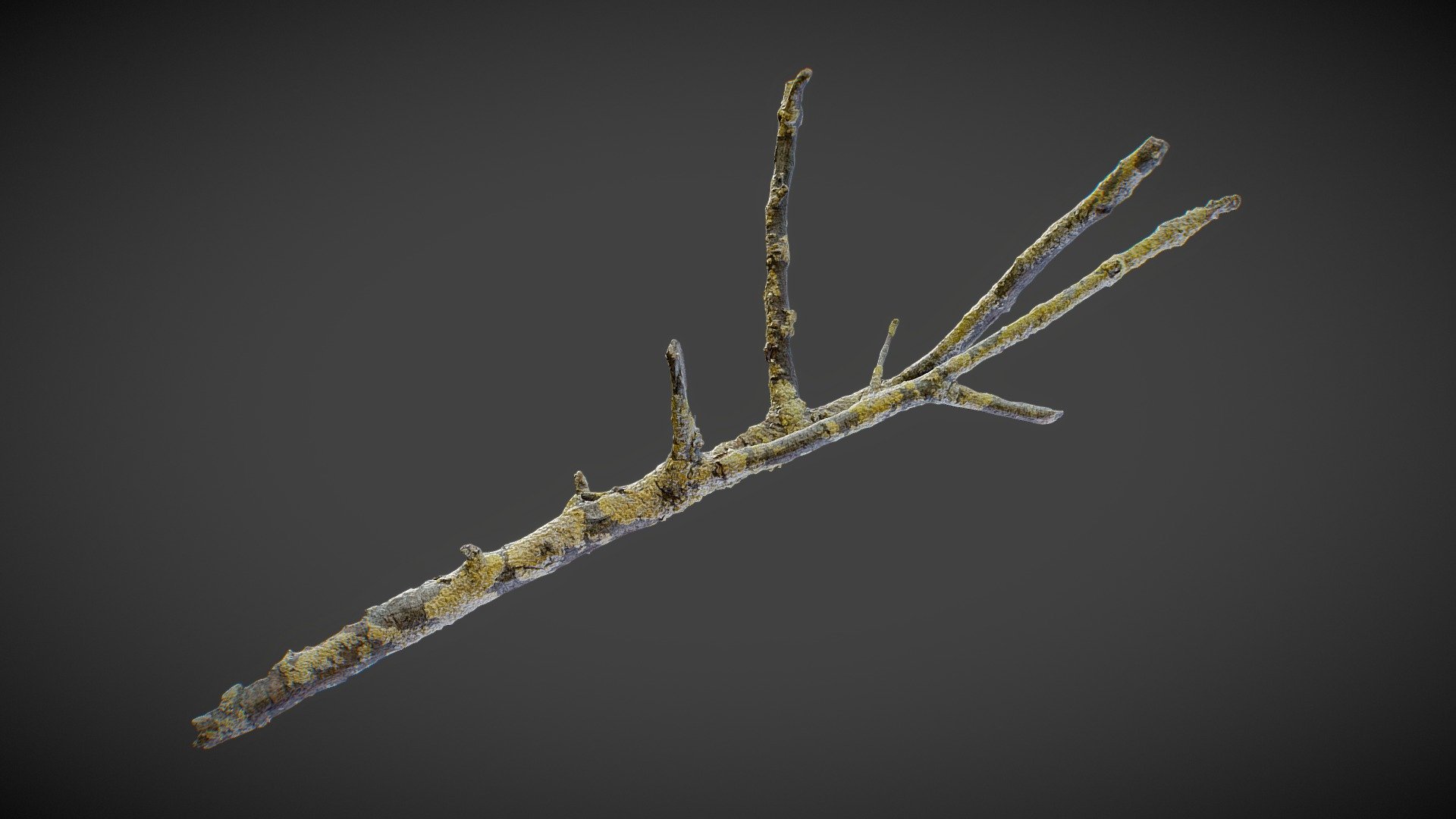 Dead-branch 26 - Buy Royalty Free 3D model by optimuscan [b55ab89 ...