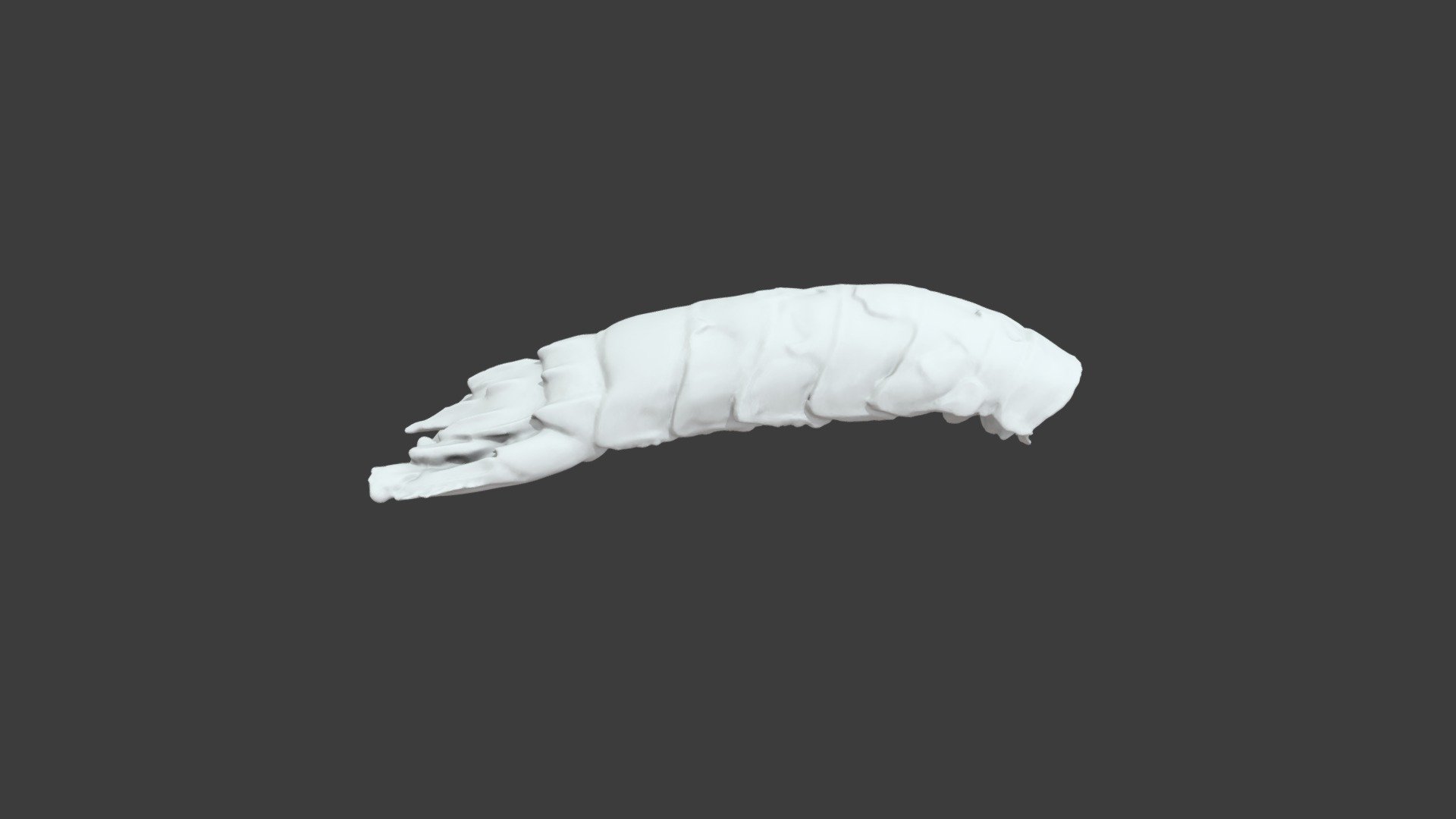 Stomatopoda: Detail View - Download Free 3D model by The Smithsonian ...